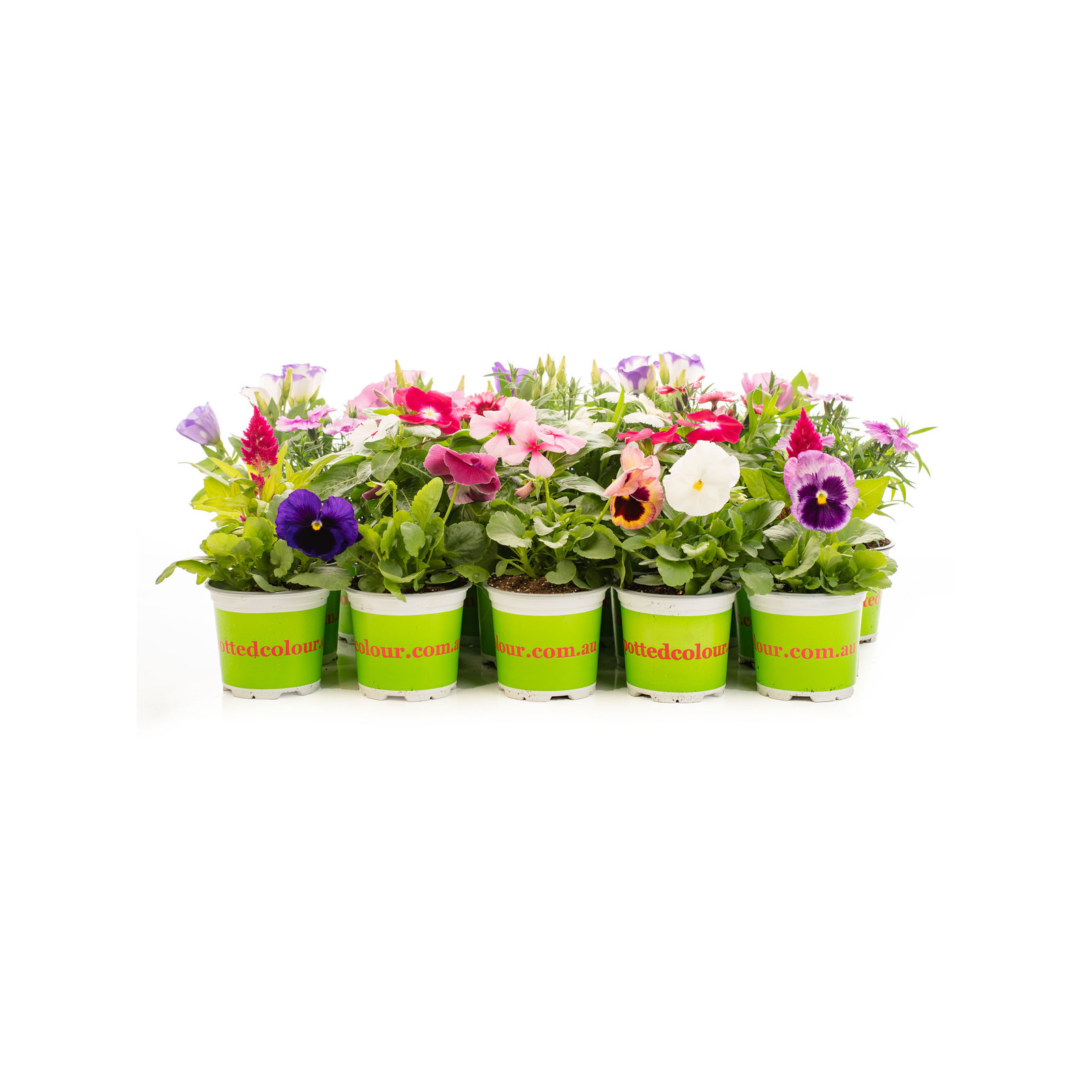 100mm Potted Colour - Assorted Annuals - Bunnings Australia