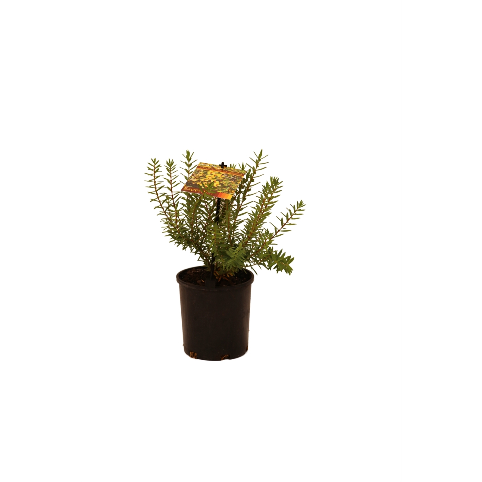 140mm Eutaxia Esperance Select - Bunnings Australia