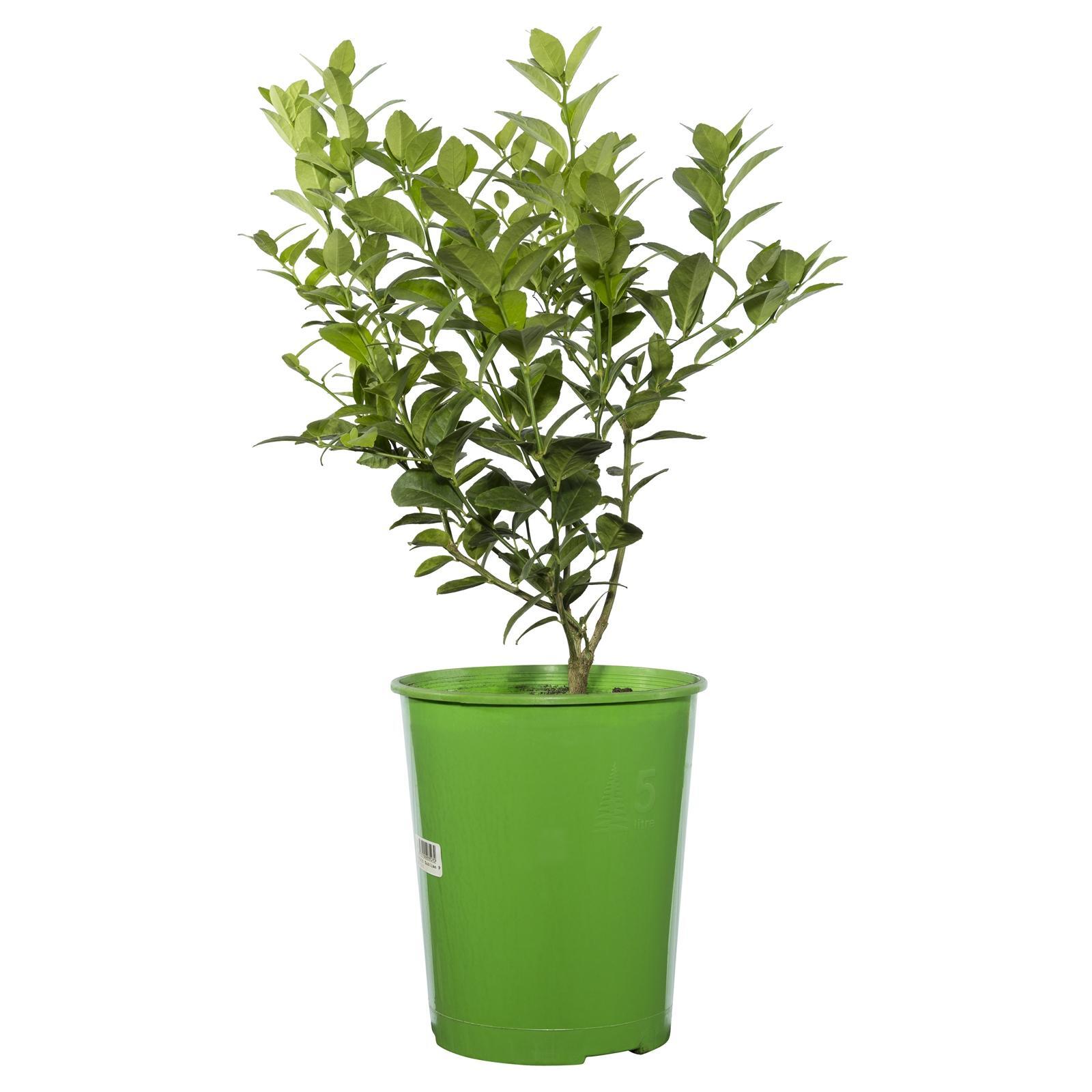5L Citrus Sublime - Citrus aurantifolia - Bunnings Australia