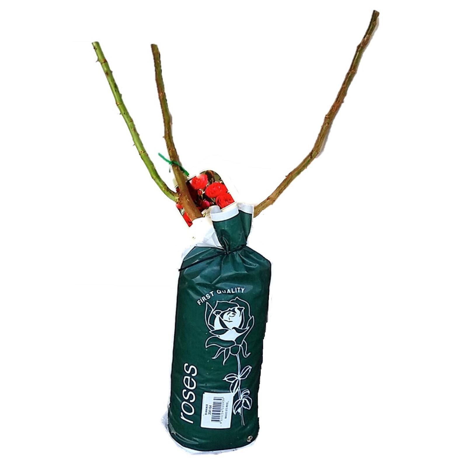 Bagged Rose Premium Bush - Rosa sp. - Bunnings Australia