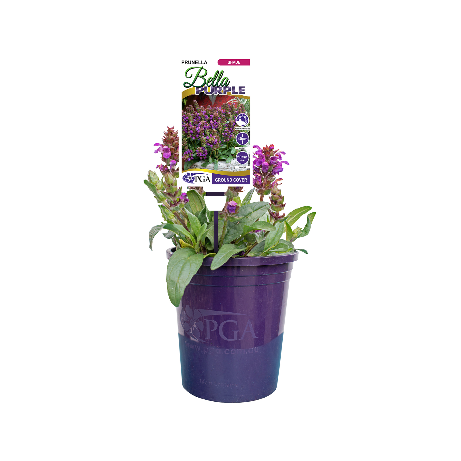 140mm Bella Purple - Prunella grandiflora - Bunnings Australia