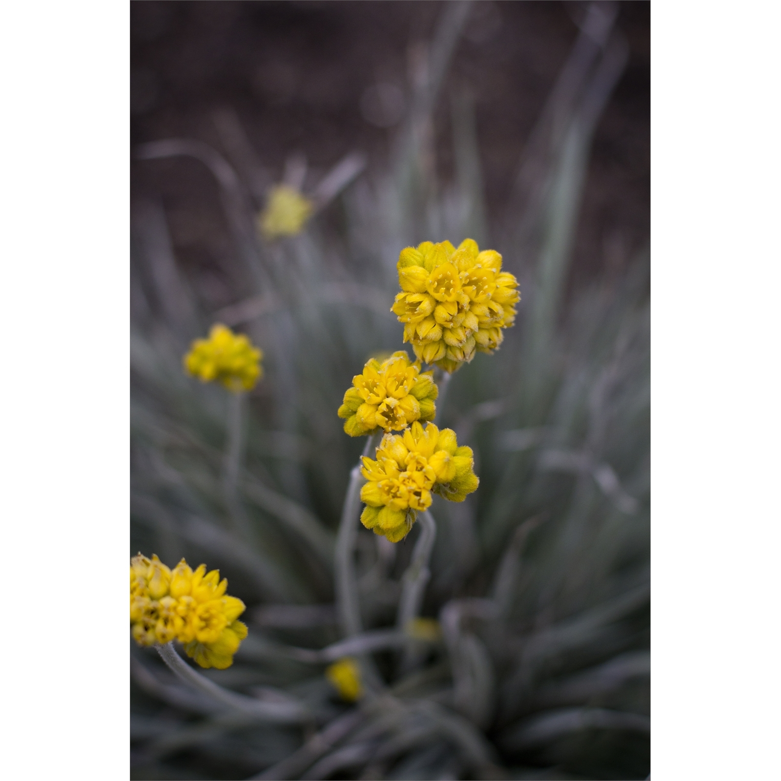 140mm Conostylis Silver Sunrise - Conostylis candicans 'Sliversunrise ...