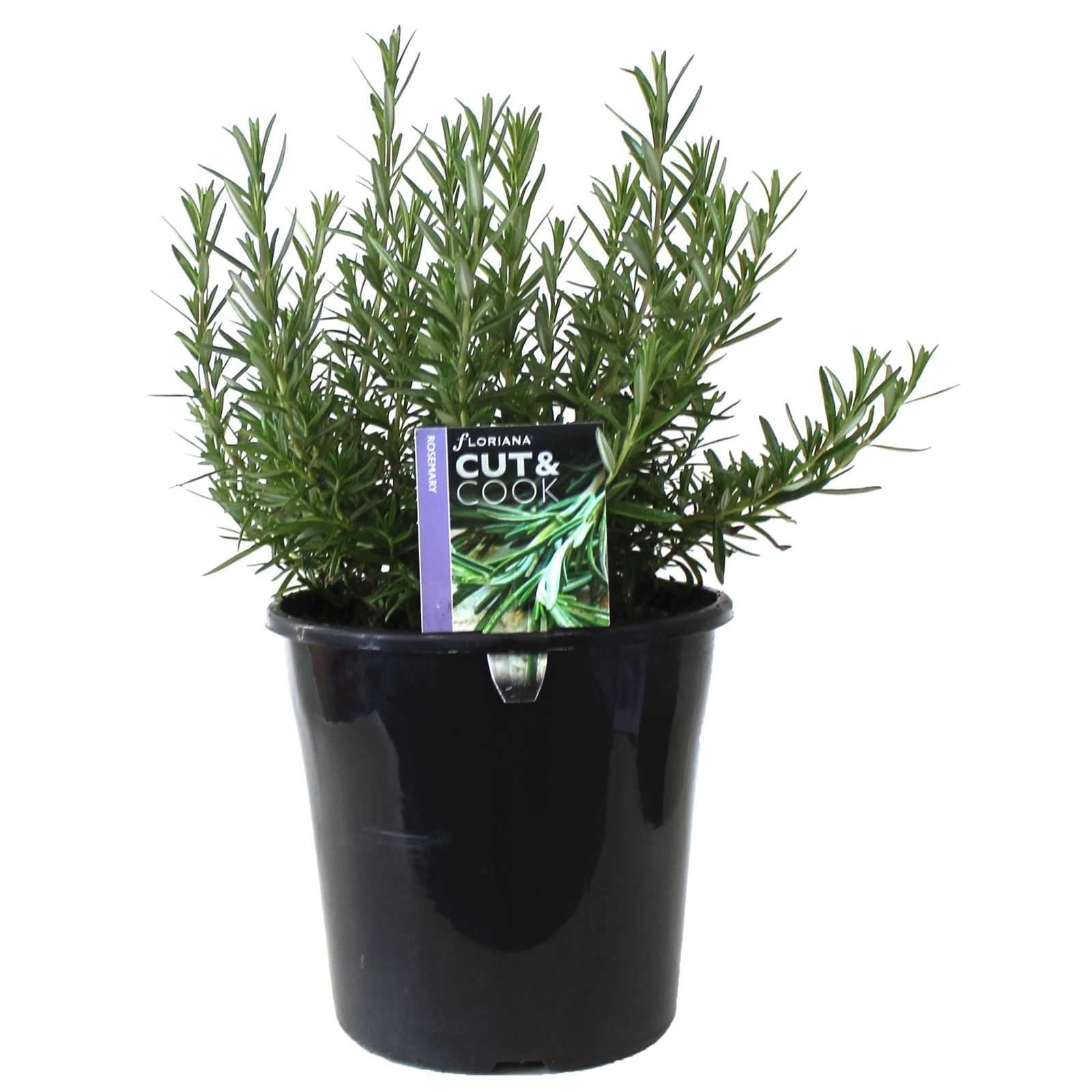 200mm Rosemary Common - Rosmarinus officinalis - Floriana Cut And Cook ...