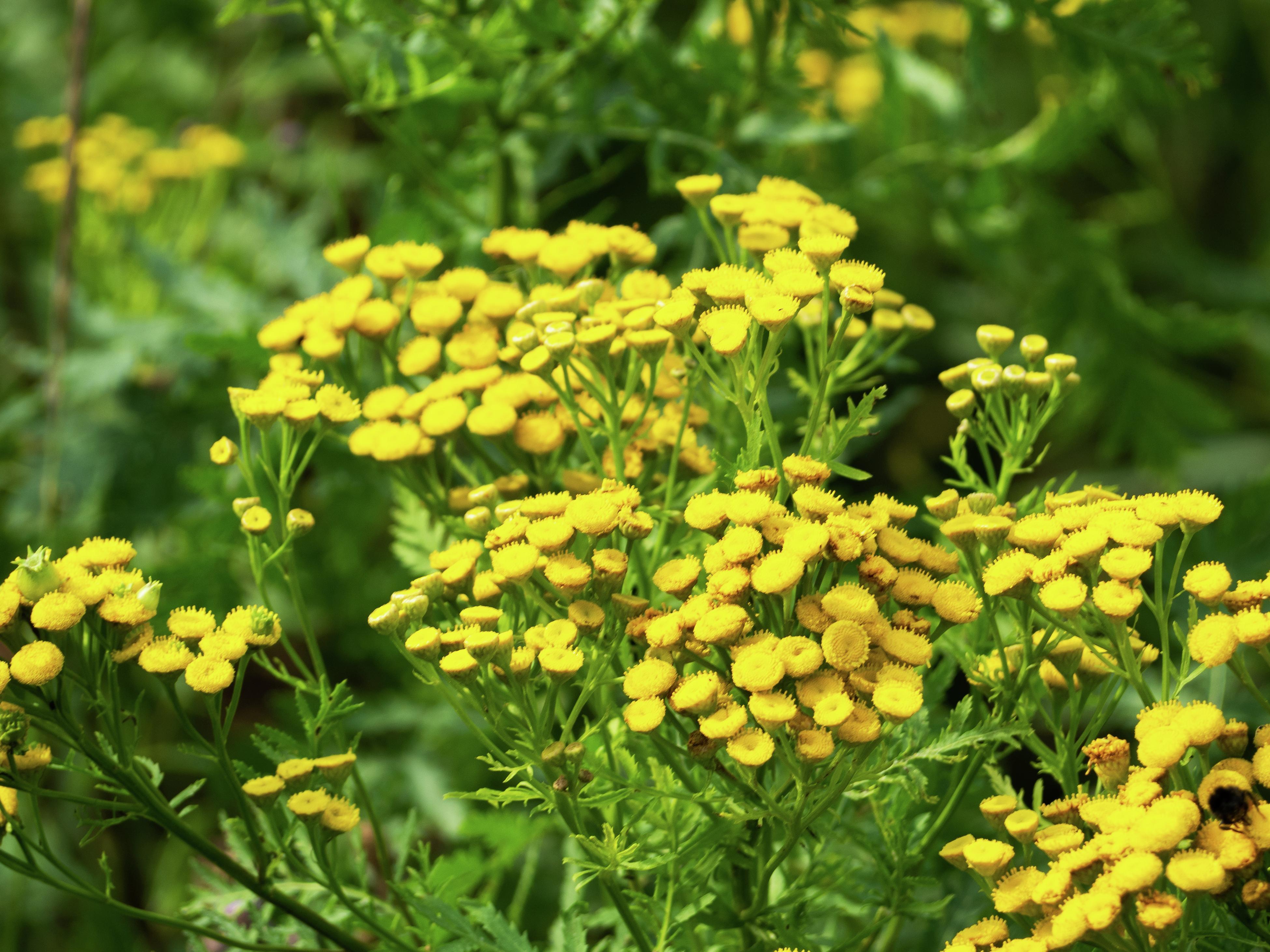 How To Grow And Care For Tansy - Bunnings Australia