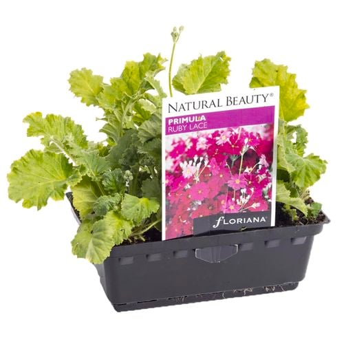 Primula Ruby Lace Punnet - Primula malacoides - Bunnings Australia