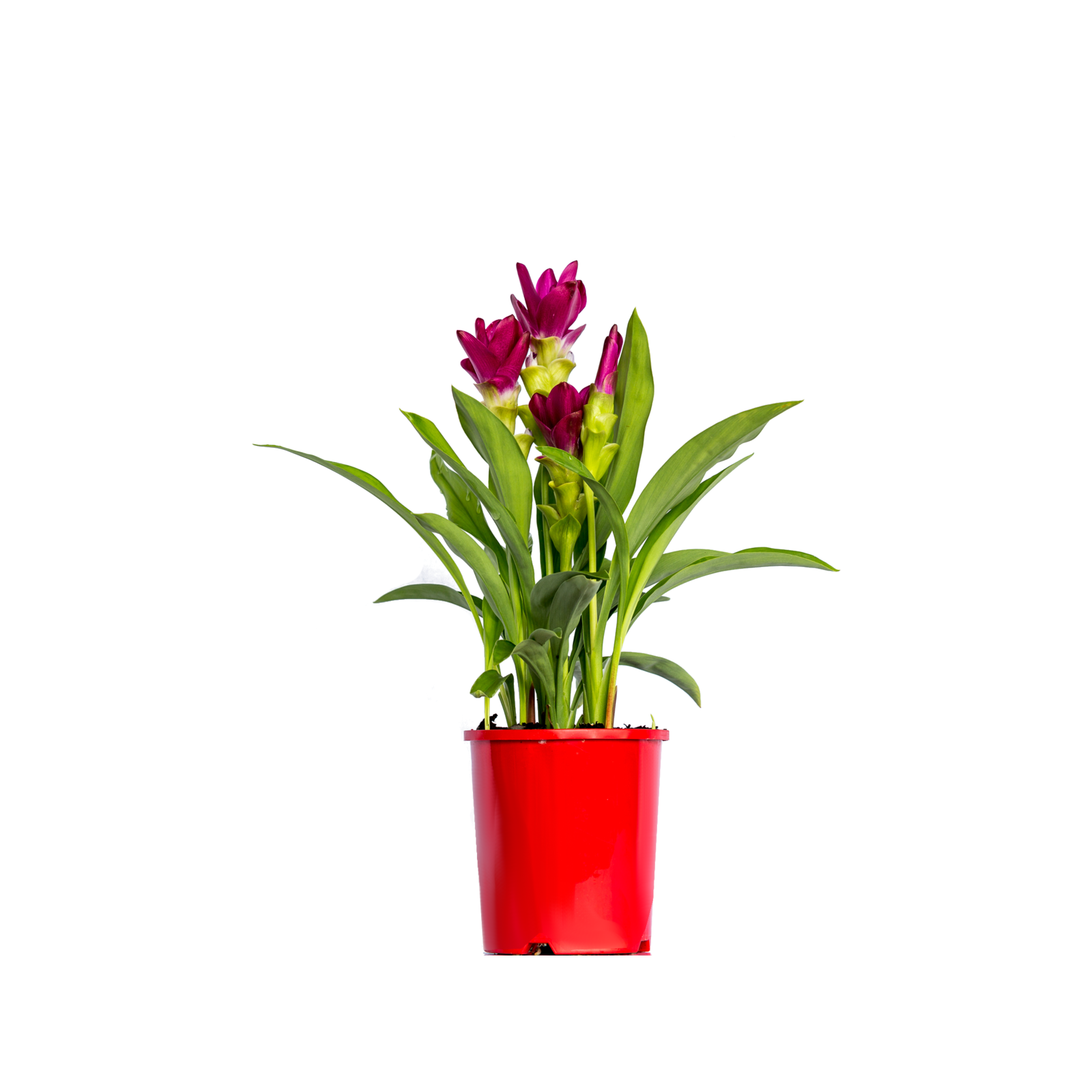 140mm Beauty Red Ginger - Curcuma Alismatifolia Thai - Bunnings Australia