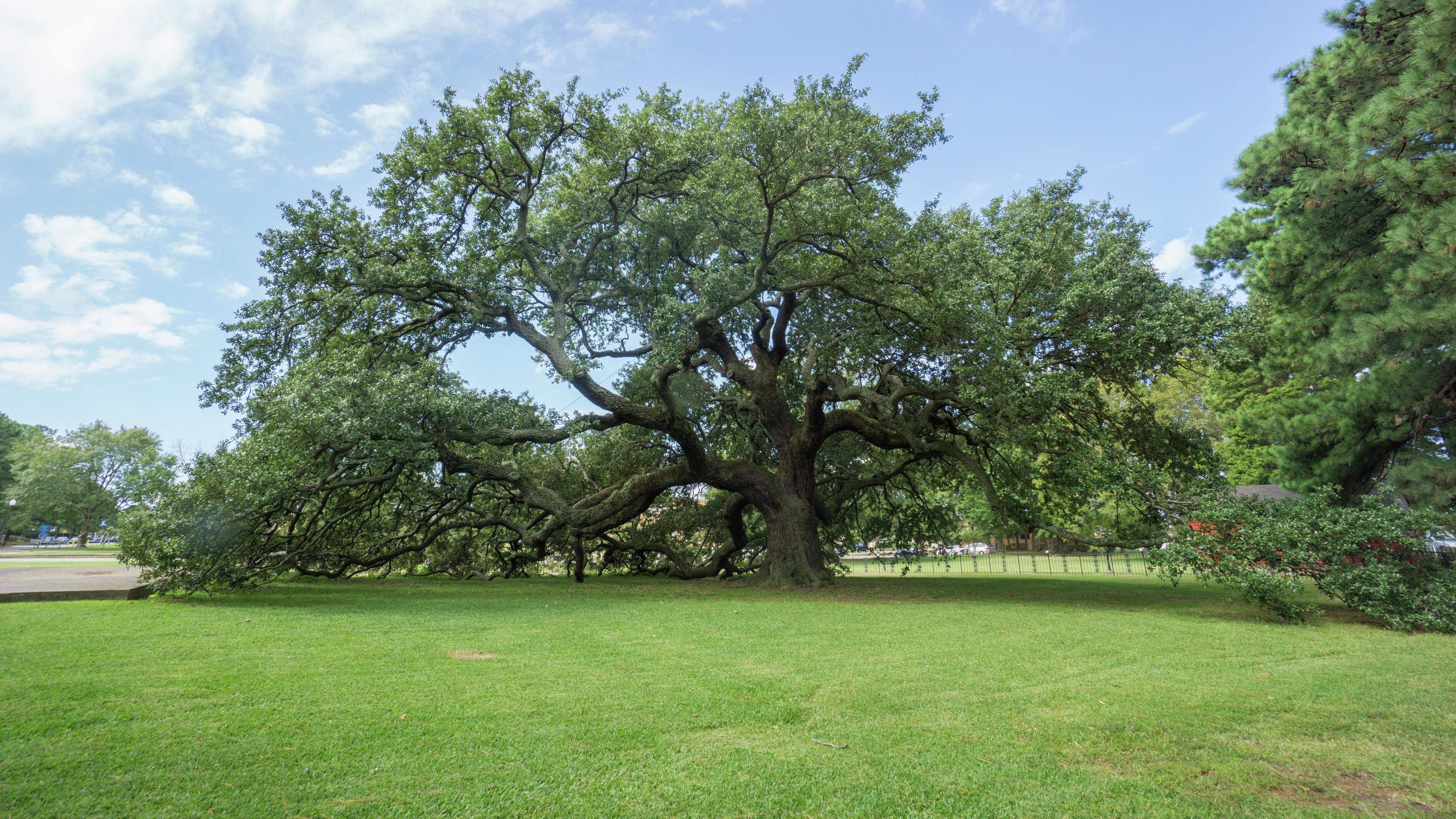 How To Grow And Care For An Oak Tree - Bunnings Australia