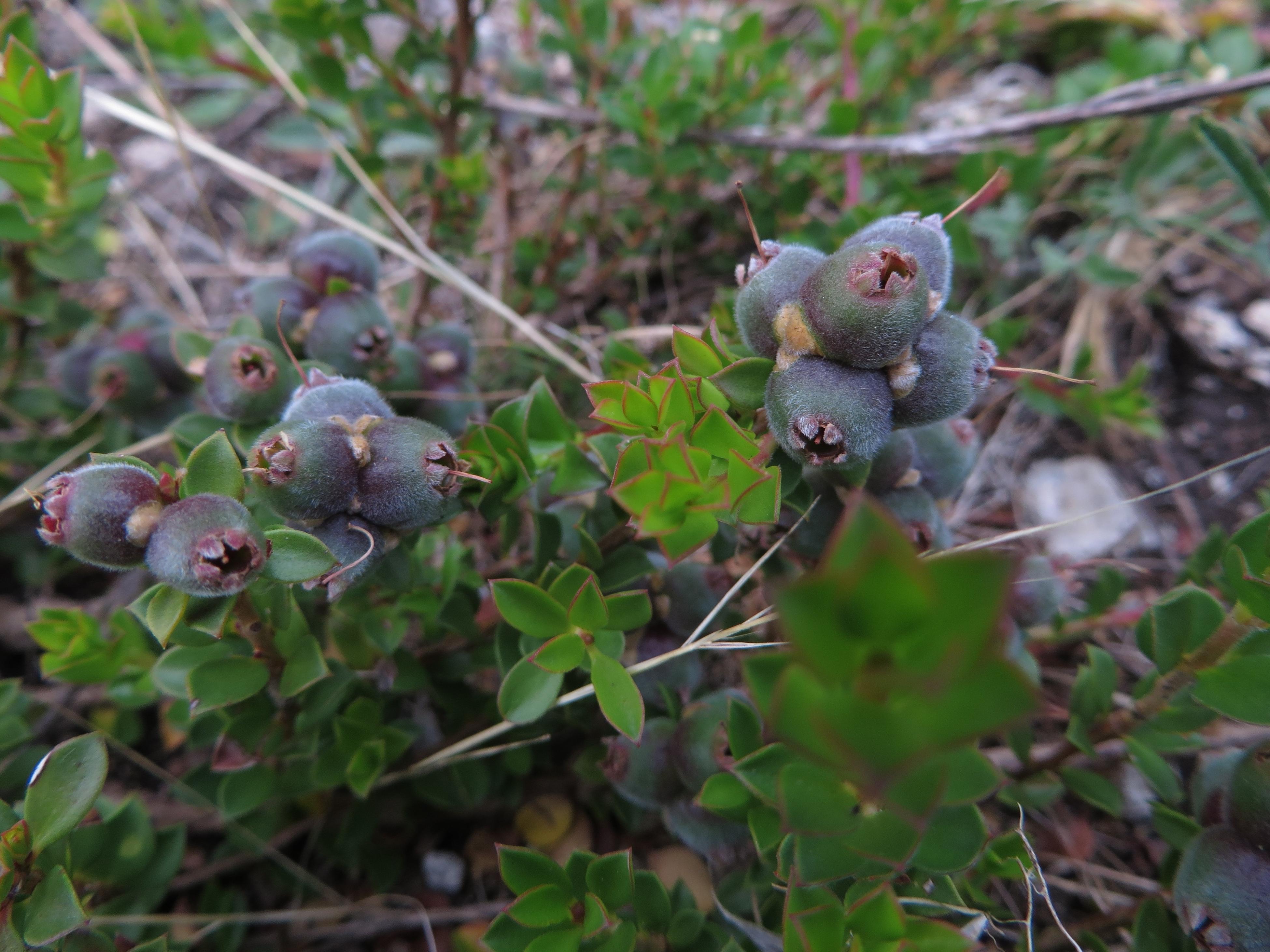How To Grow Muntries - Bunnings Australia