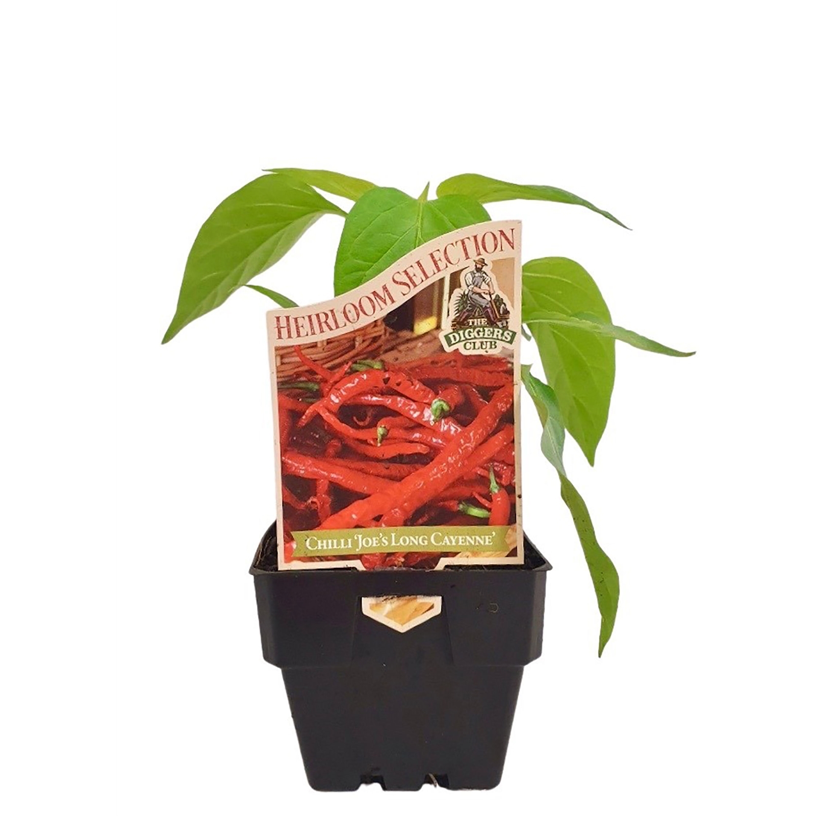100mm Chilli Joe Long Cayenne - Capsicum annuum - Bunnings Australia
