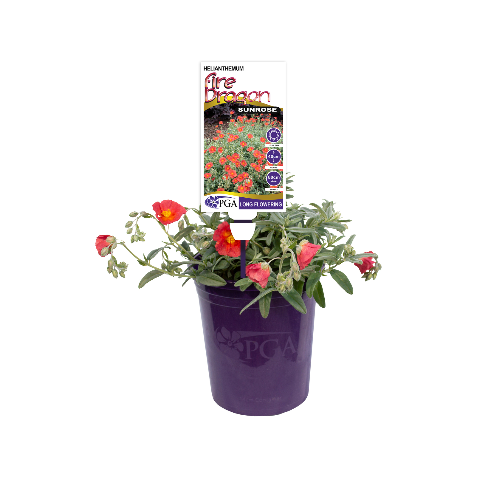 140mm - Helianthemum 'Fire Dragon Sunrose' - Bunnings Australia