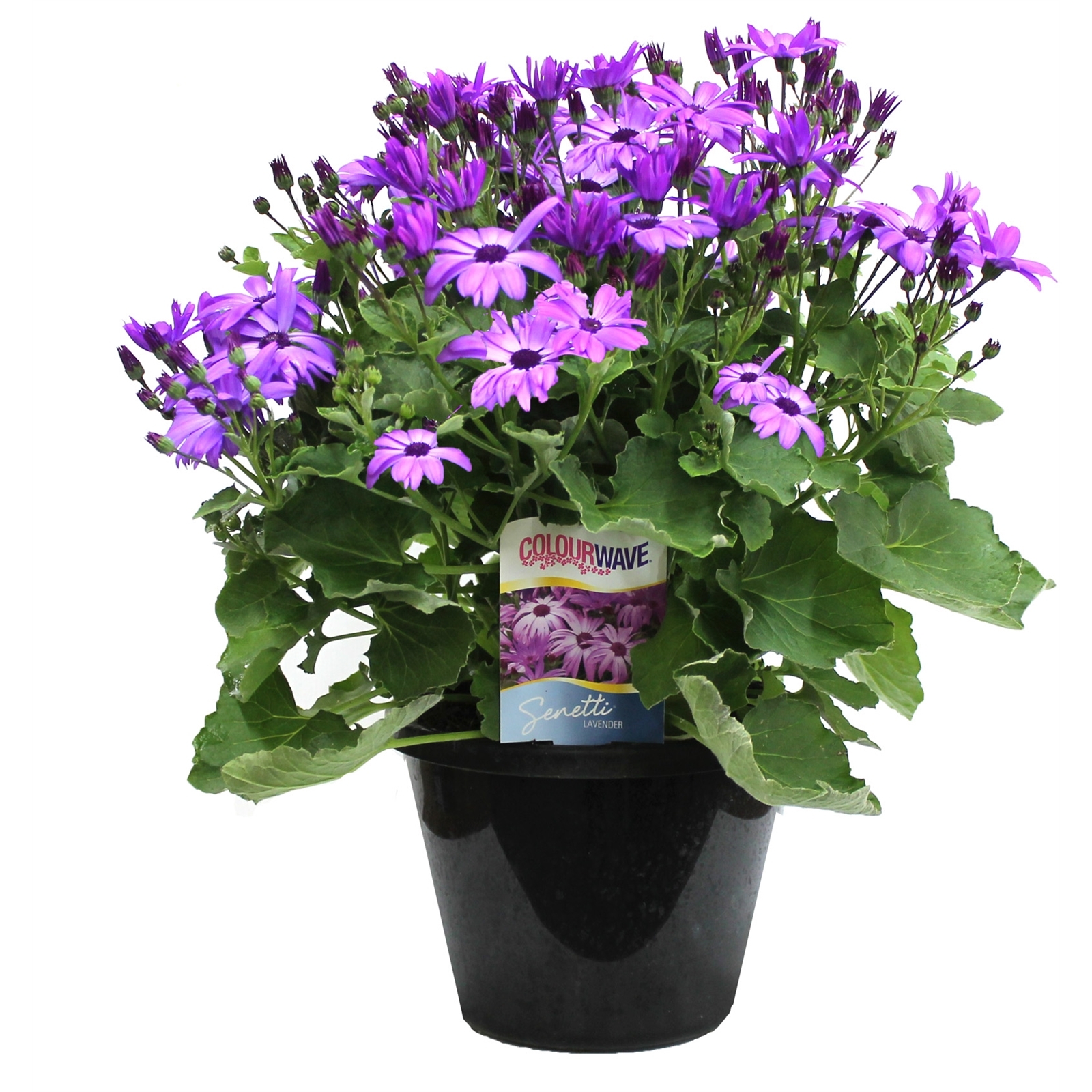 150mm Senetti Lavender - Pericallus cruentus - Bunnings Australia