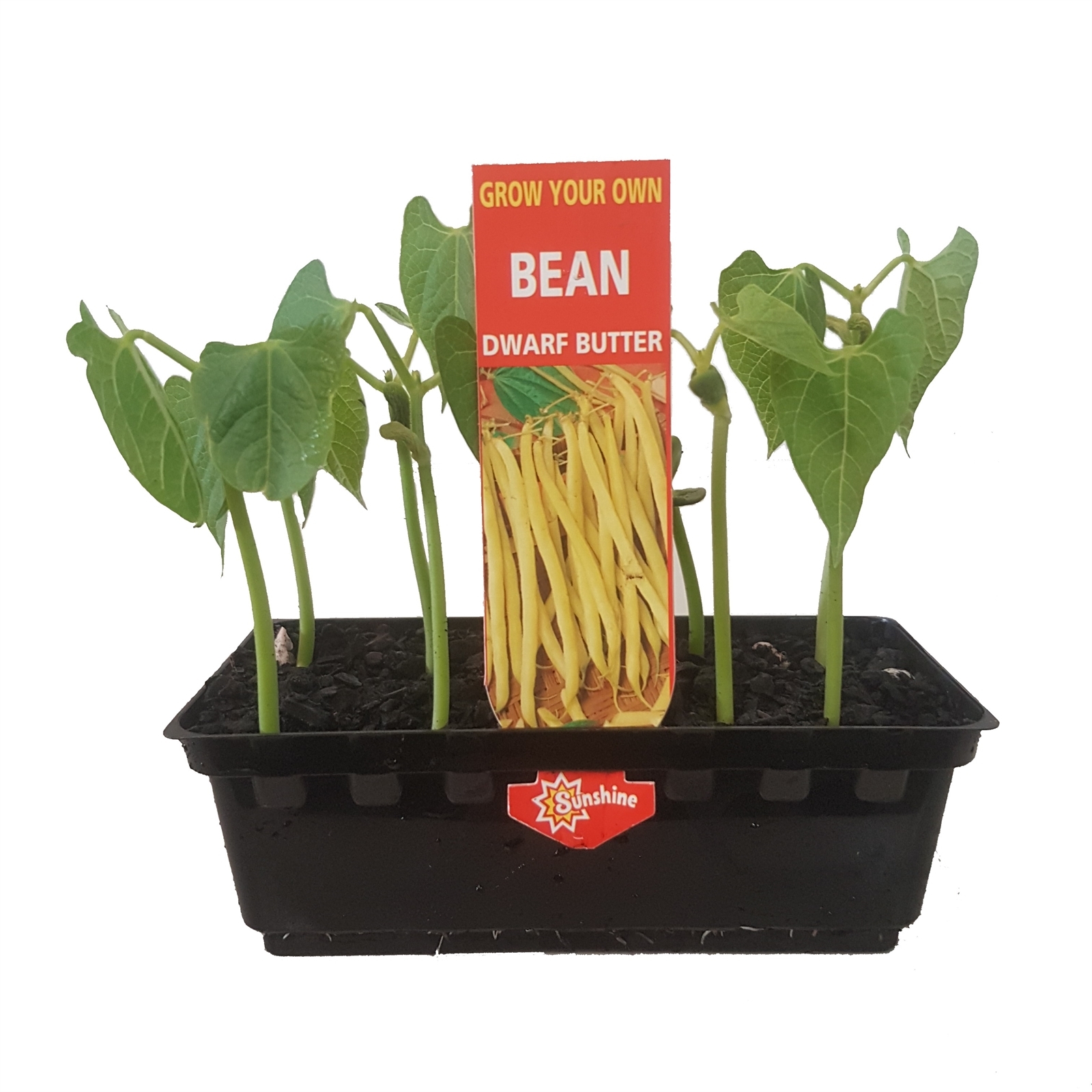 Butter Beans Punnet - Grow Your Own Range - Bunnings Australia