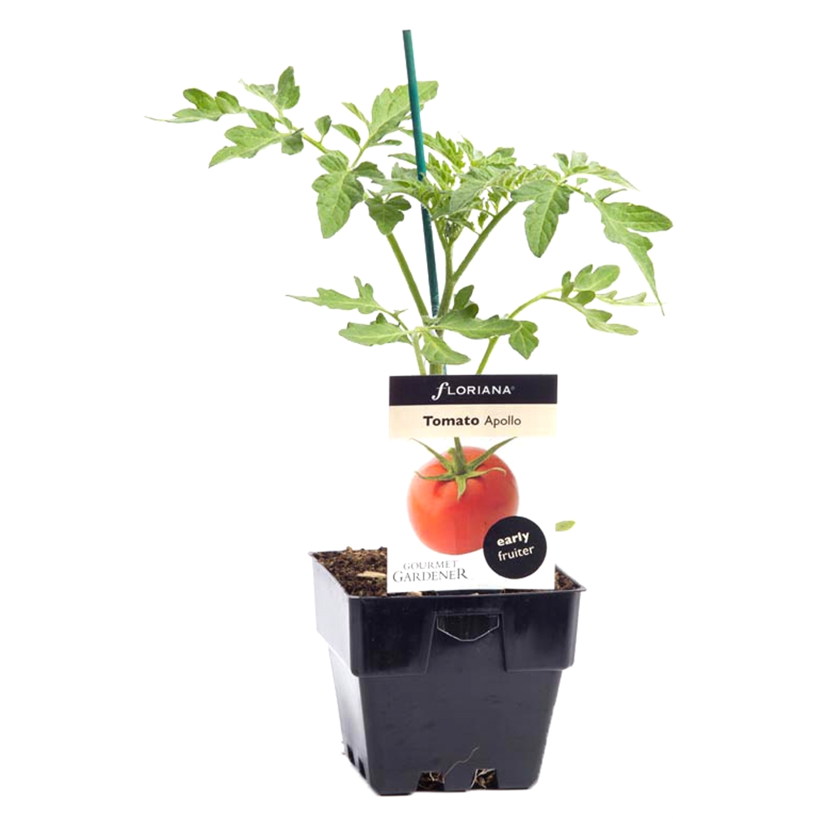 100mm Tomato Apollo - Lycopersicum esculentum - Floriana Gourmet ...