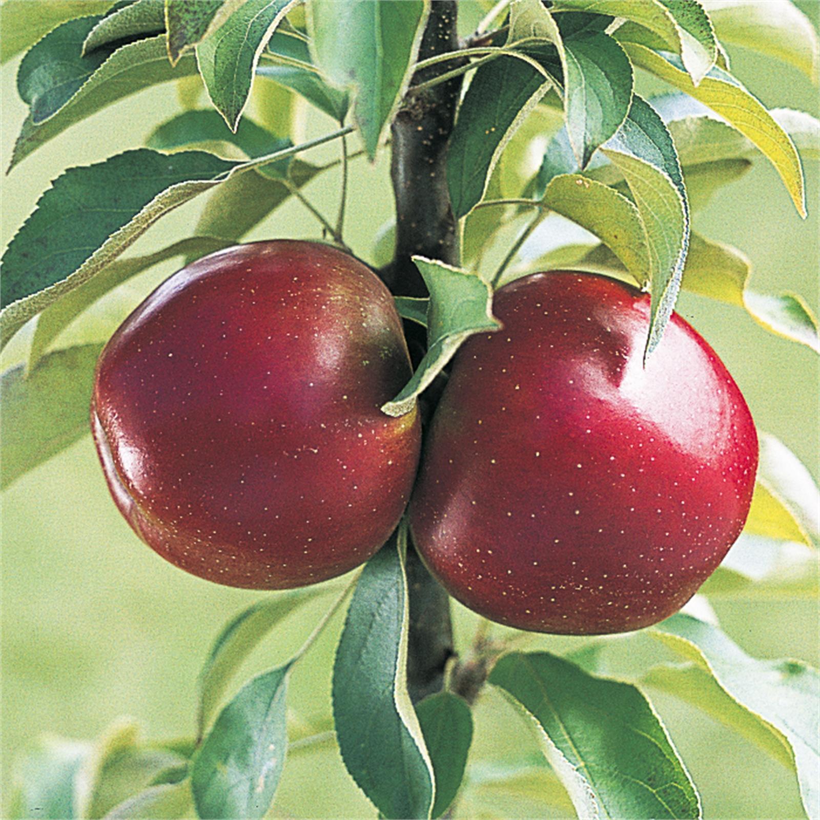 Bagged Ballerina Waltz Apple - Malus domestica - Bunnings Australia