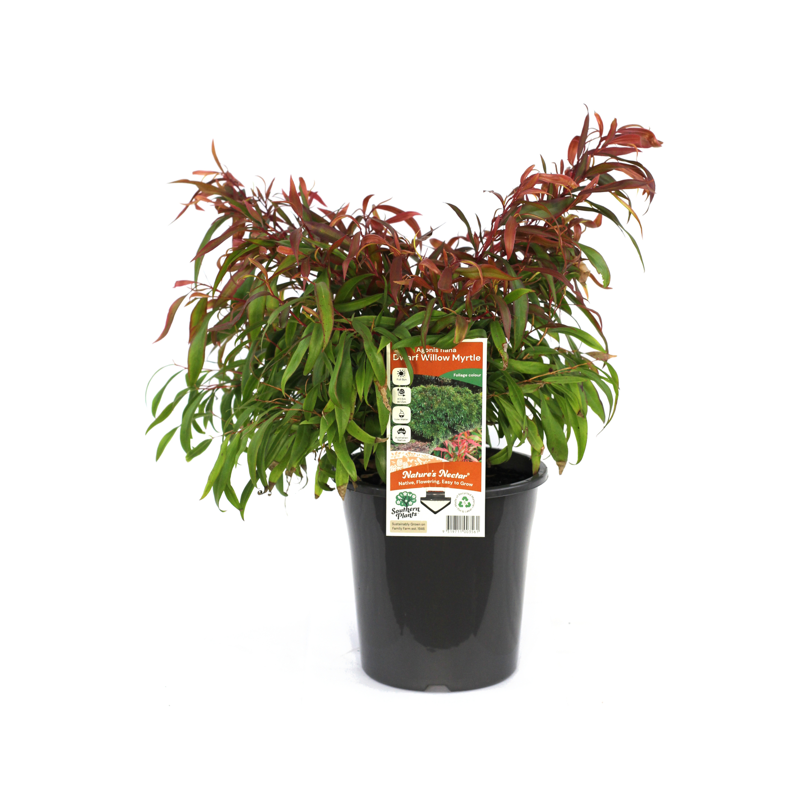 180mm Dwarf Willow Myrtle - Agonis flexuosa - Bunnings Australia