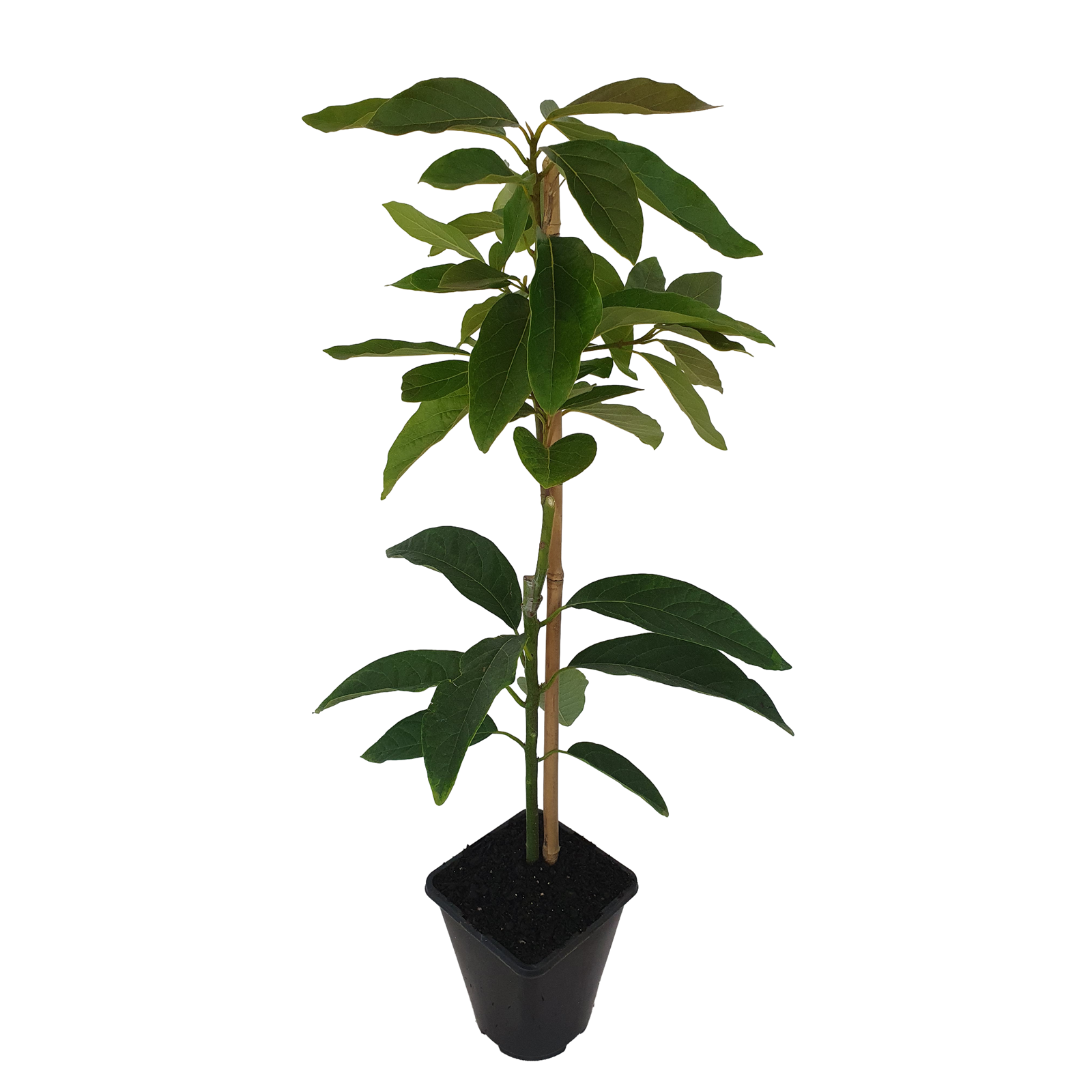 2L 'Shepard' Avocado - Persea americana - Bunnings Australia