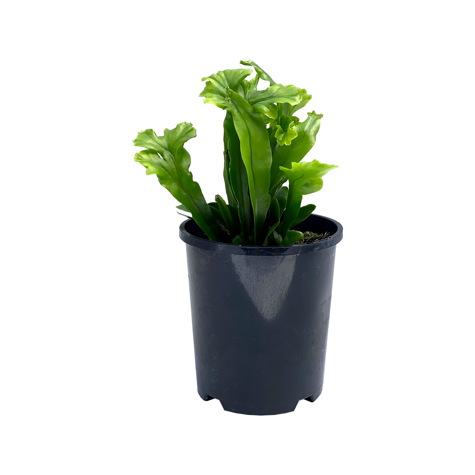 140mm Green Flame Fern - Microsorum punctatum - Bunnings Australia