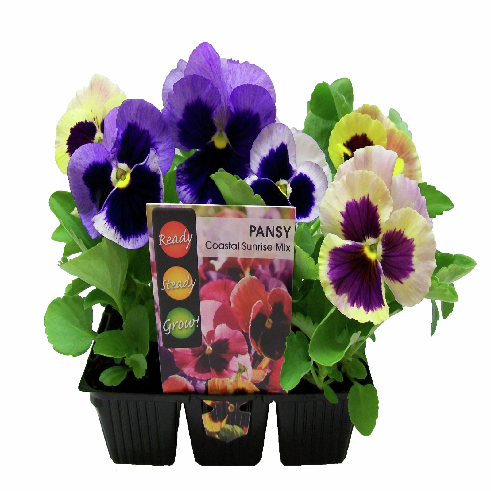 Ready Steady Grow Flower Punnet - Bunnings Australia