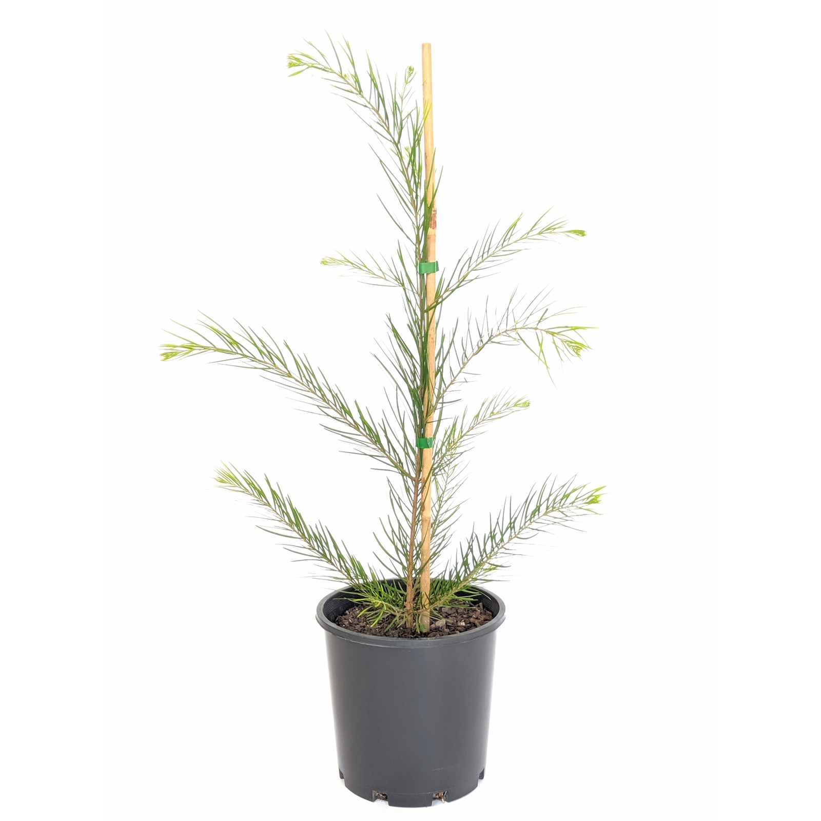 200mm Rough Barked Apple - Acacia floribunda - Bunnings Australia