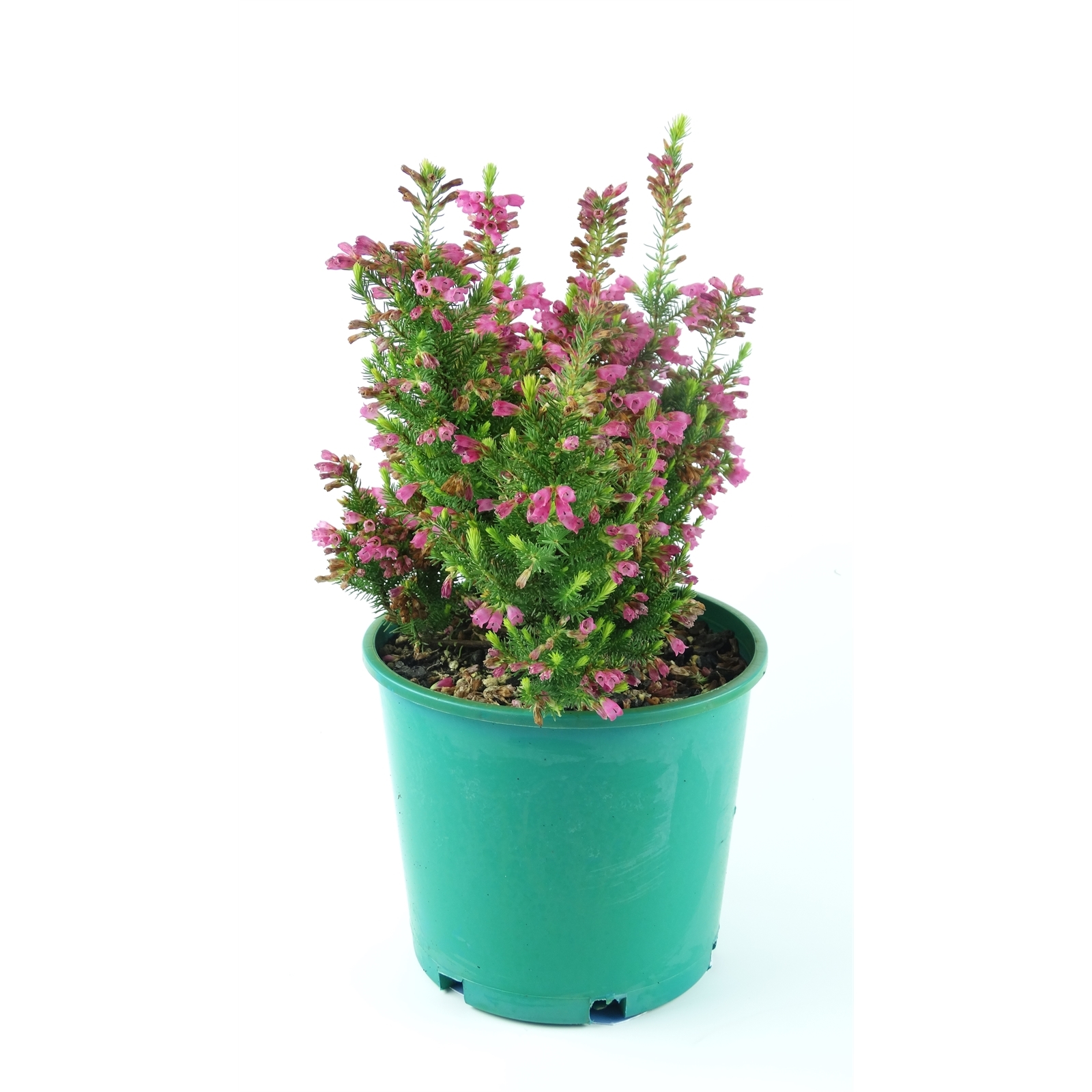 250mm Erica Conica Compact - Erica Conica - Bunnings New Zealand