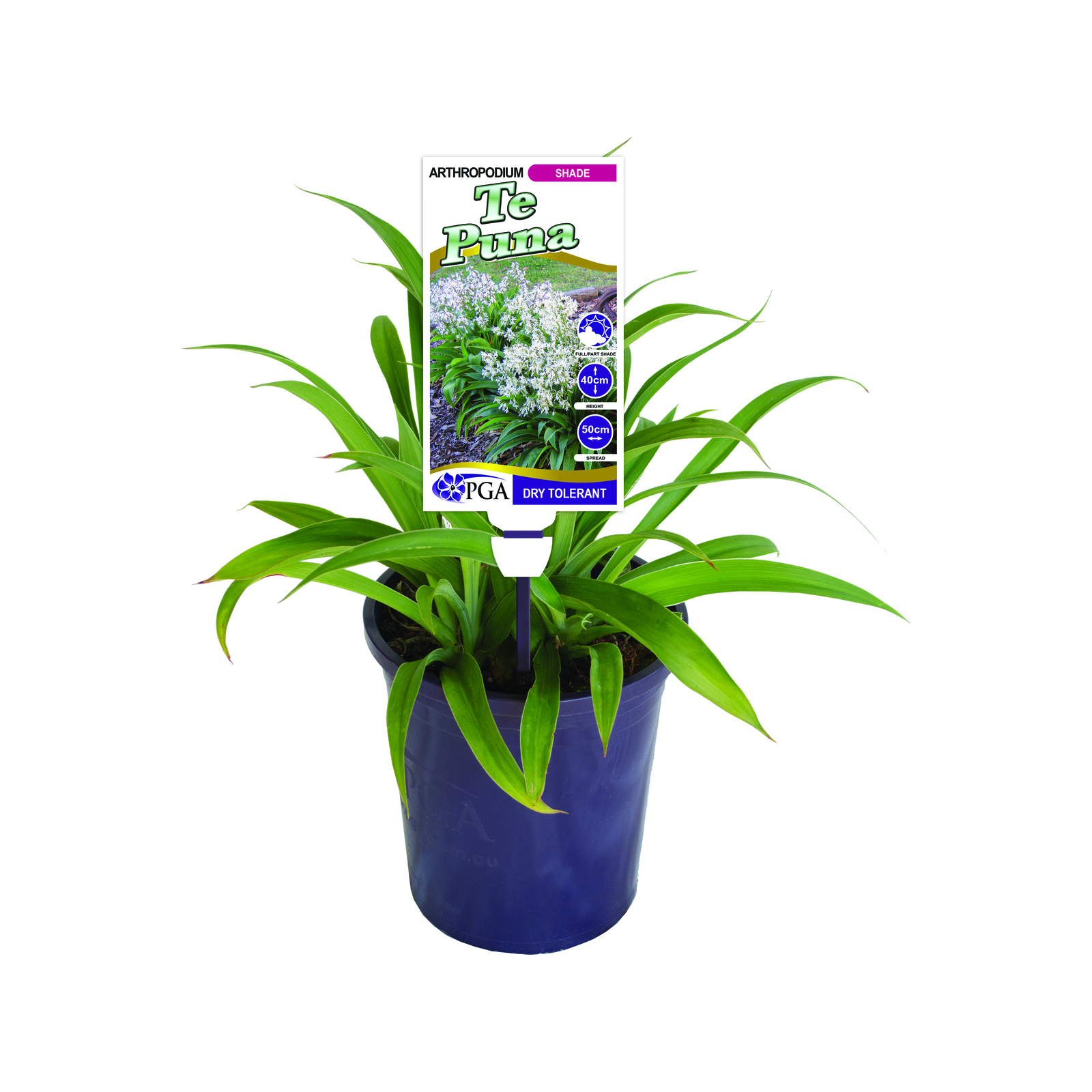 140mm Renga Renga Lily - Arthropodium cirrhatum Te Puna - Bunnings ...