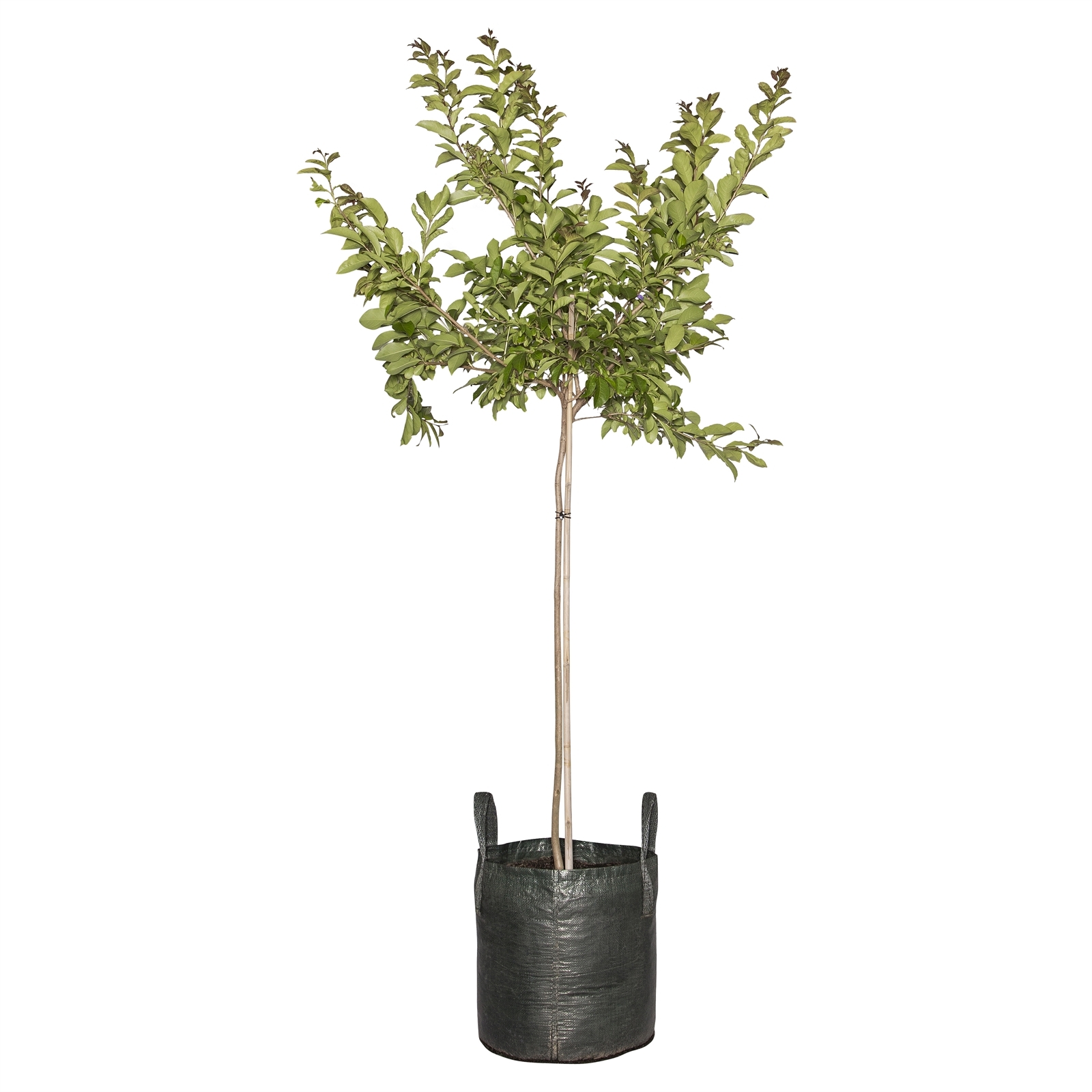 45L Crepe Myrtle Miami - Lagerstroemia indica - Bunnings Australia