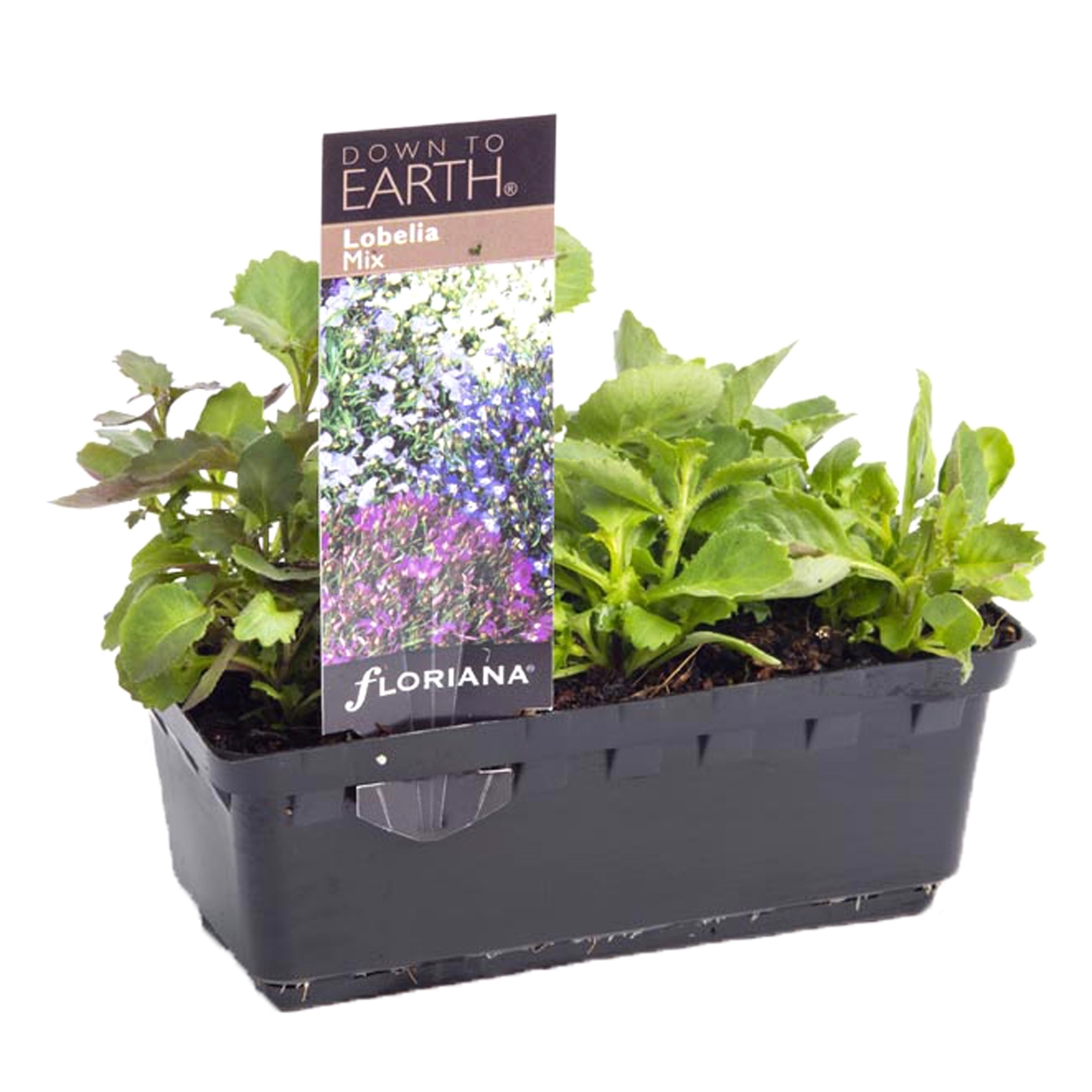 Lobelia Mix Punnet - Lobelia erinus - Bunnings Australia