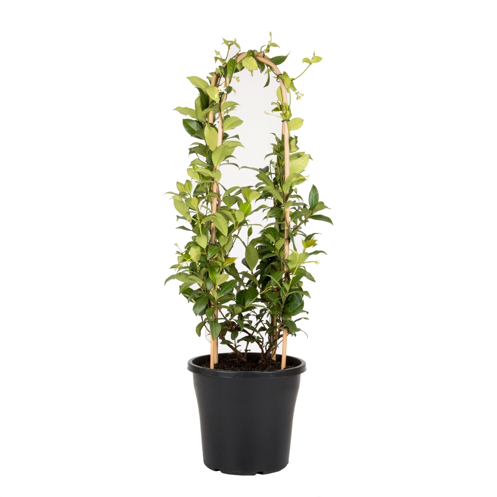 250mm Star Jasmine - Trachelospermum jasminoides - Bunnings Australia