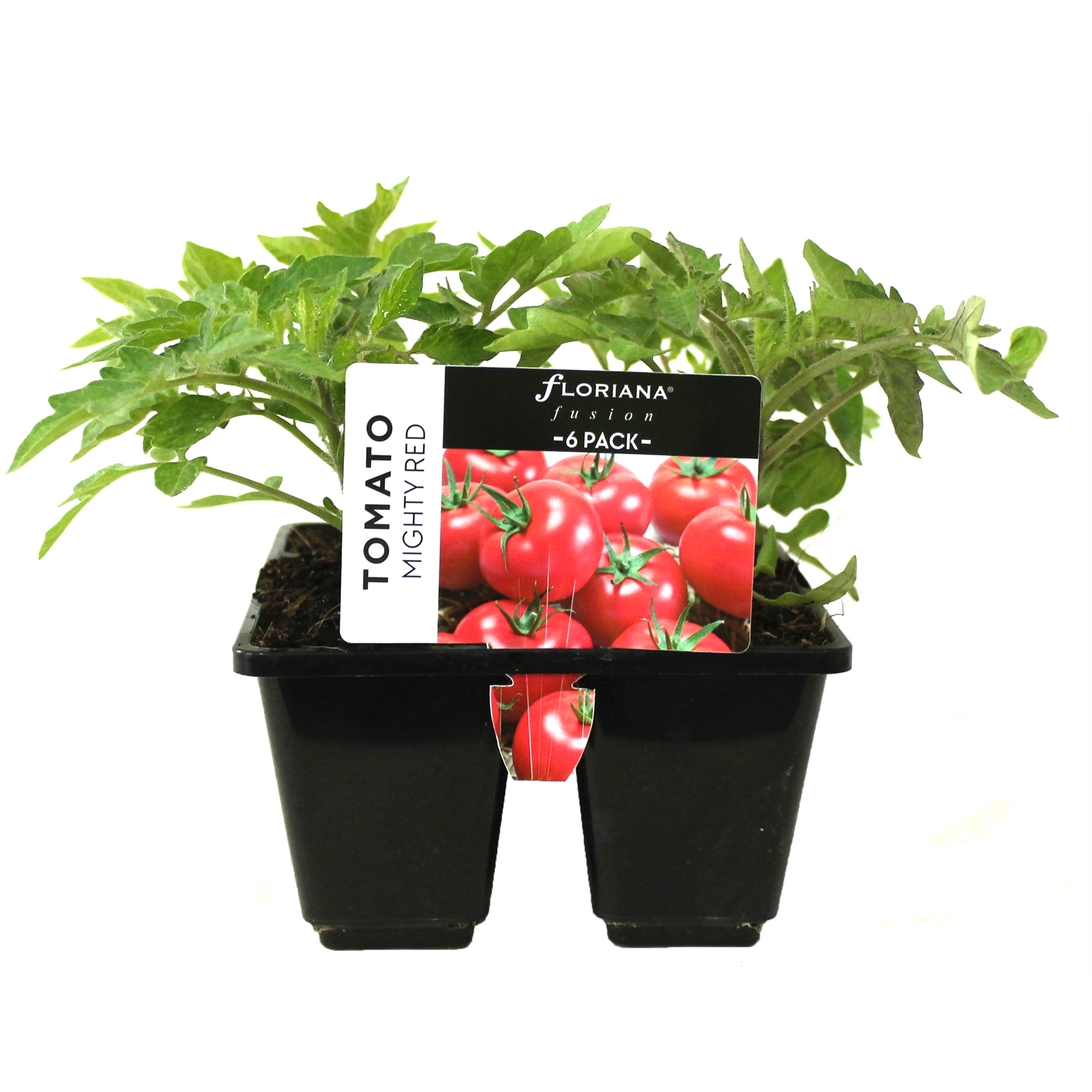 6 Cell Tomato Mighty Red - Lycopersicon esculentum - Bunnings Australia