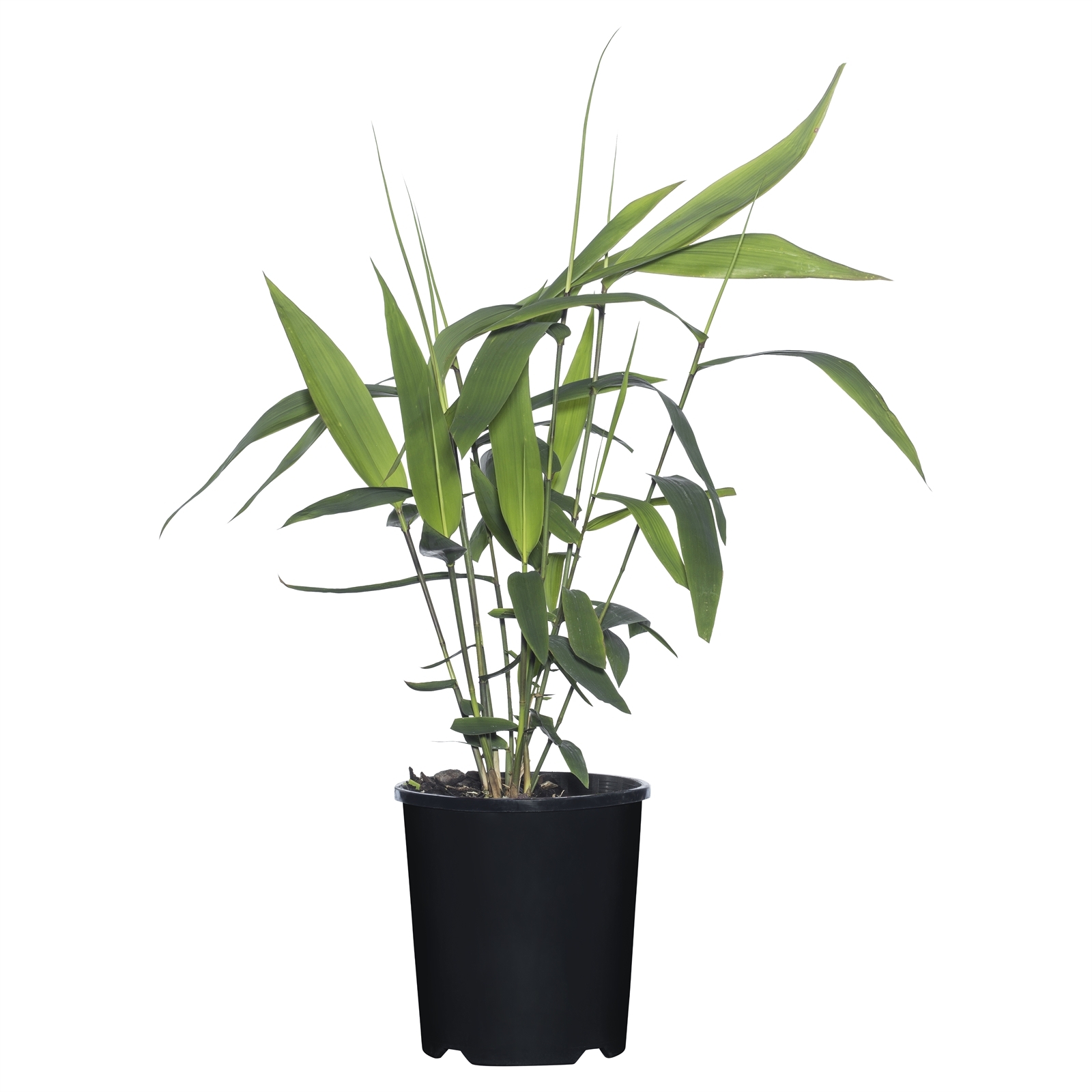 140mm Tiger Grass - Thysanolaena maxima - Bunnings Australia