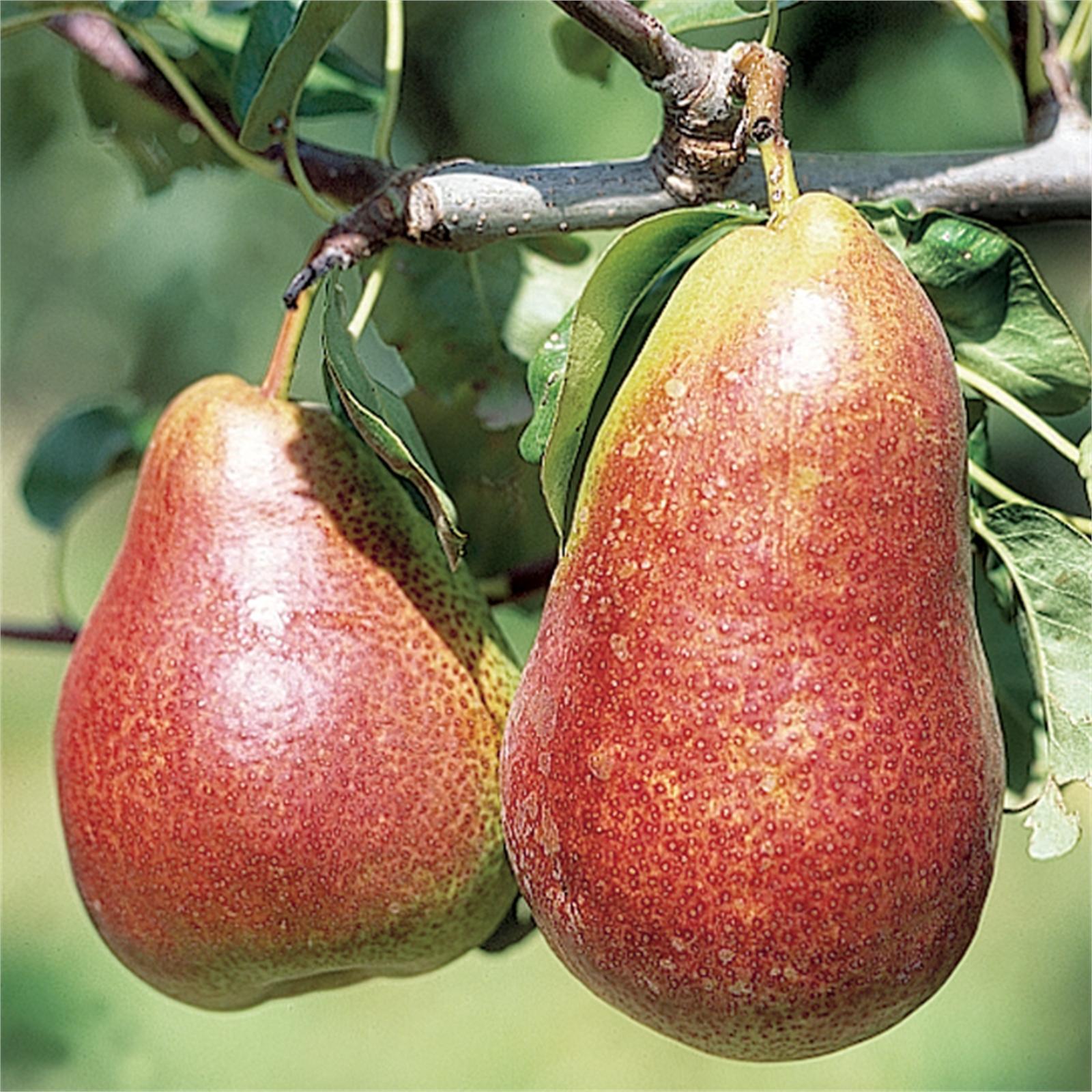 Bagged Corella Pear - Pyrus spp. - Bunnings Australia