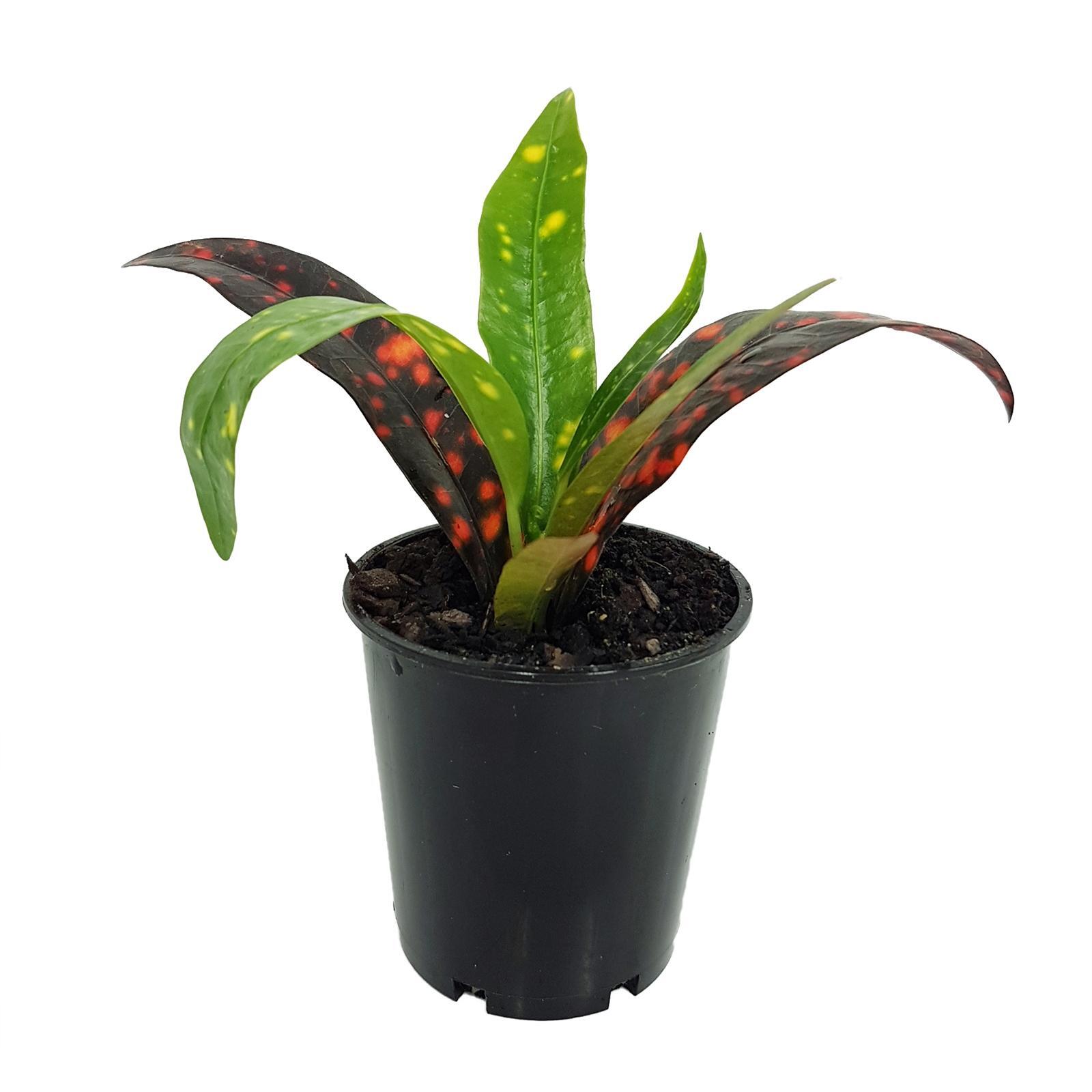 70mm Croton Captain Kidd - Codiaeum variegatum - Bunnings Australia