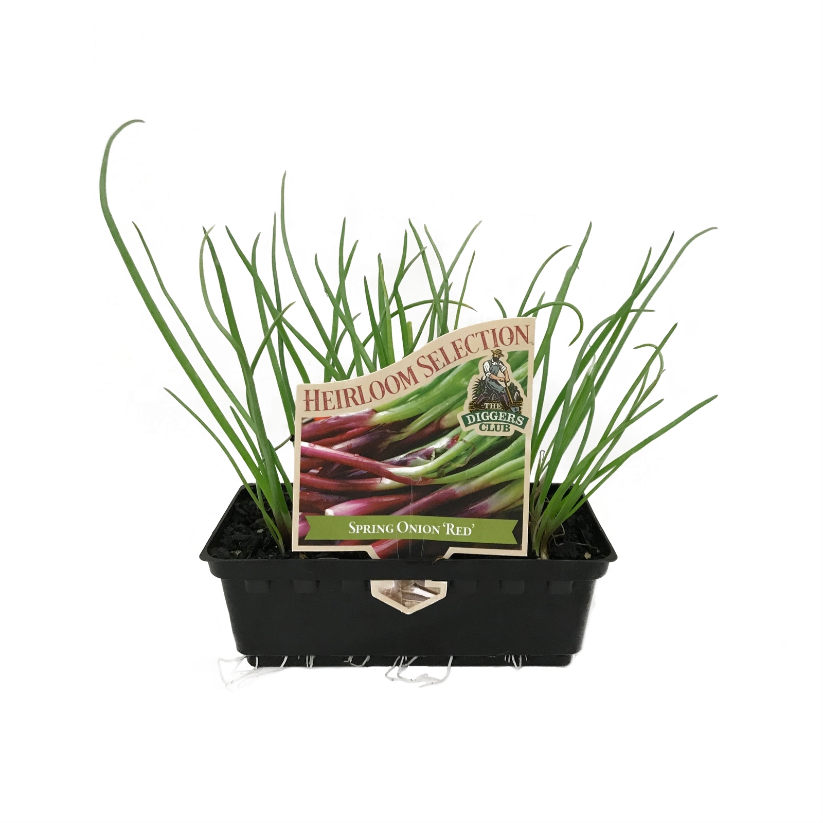 Spring Onion 'Red' Punnet - Pisum sativum - Bunnings Australia