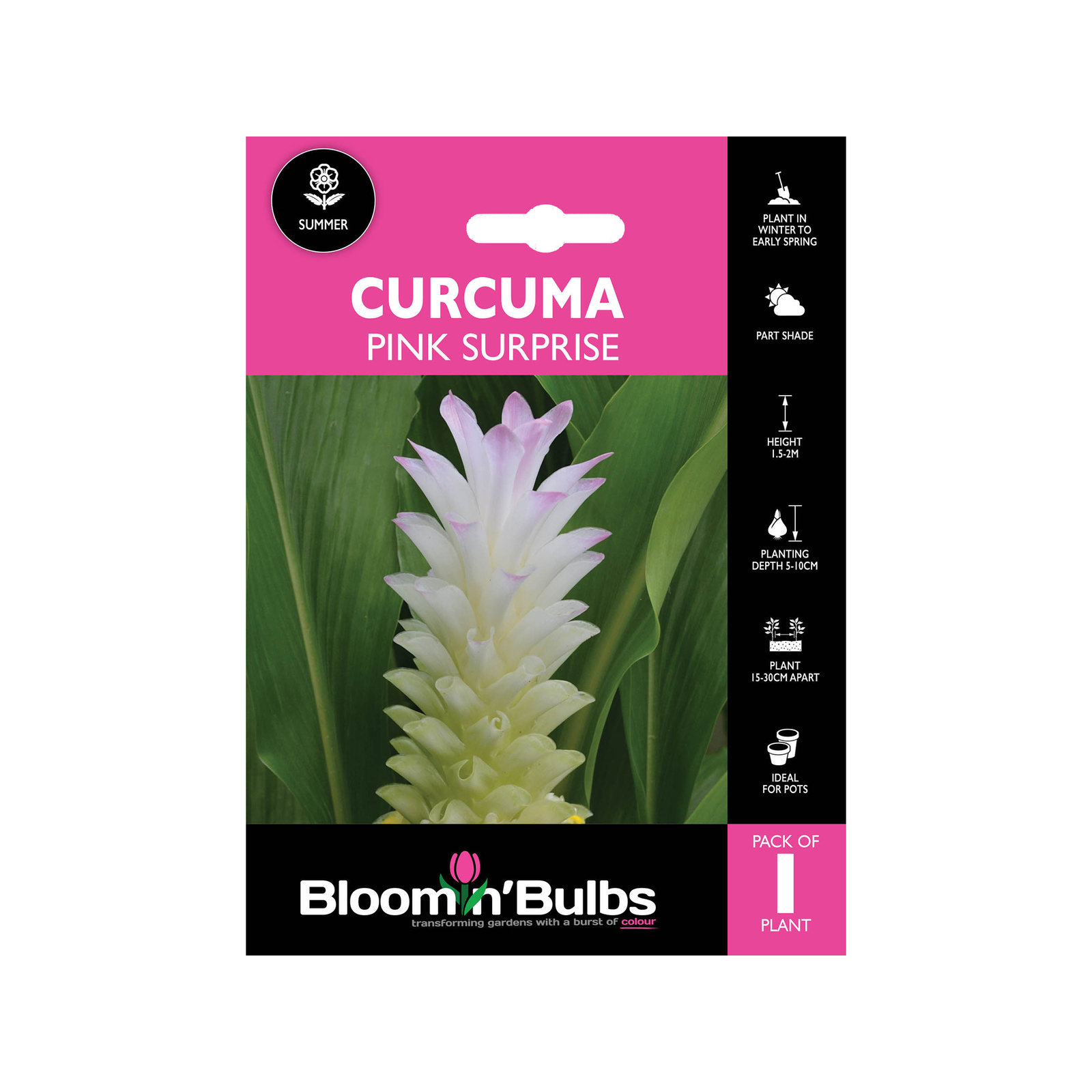 Bloomin Bulbs Curcuma Pink Surprise - 1 Pack - Bunnings Australia