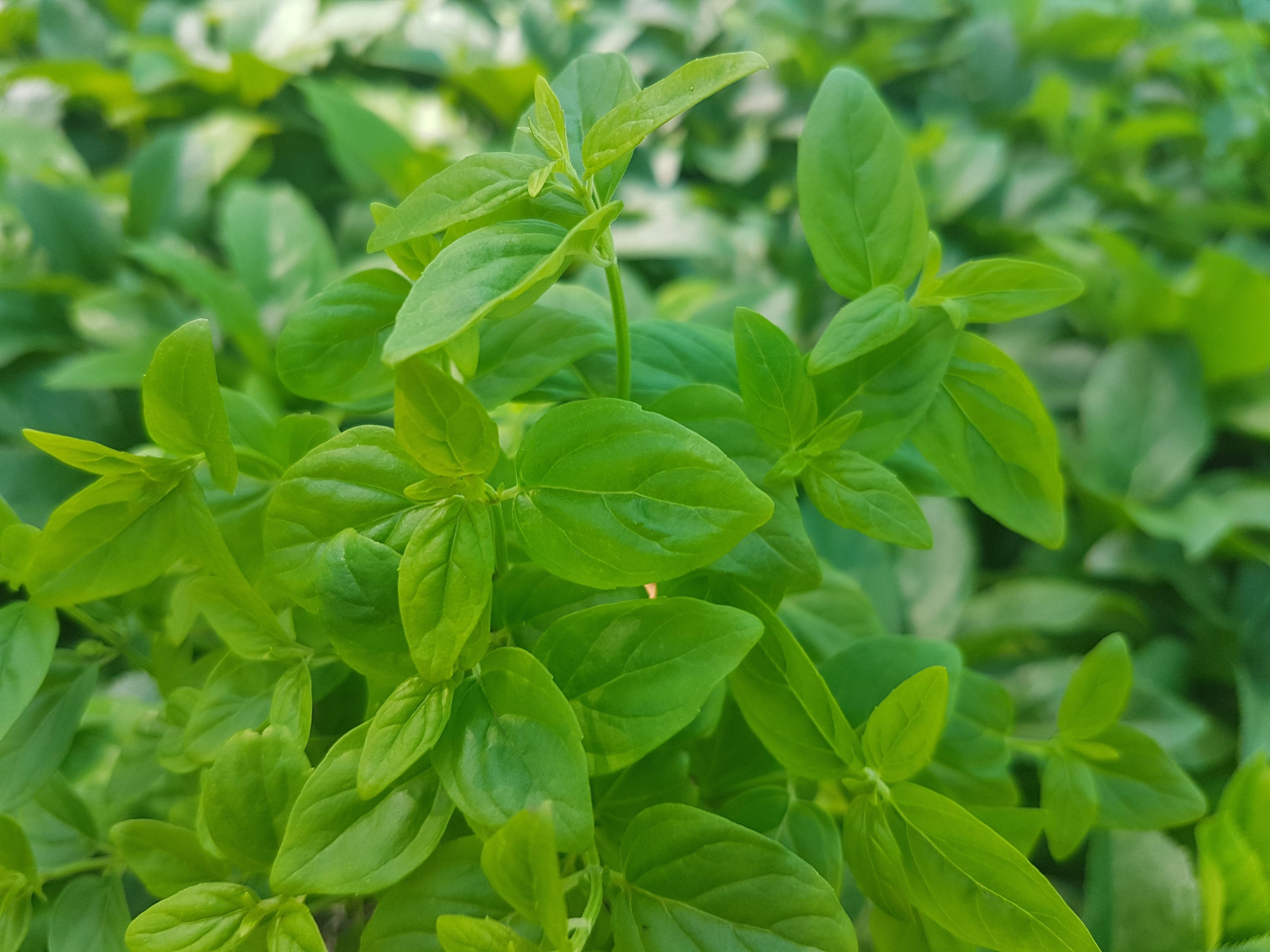 How To Grow River Mint - Bunnings Australia