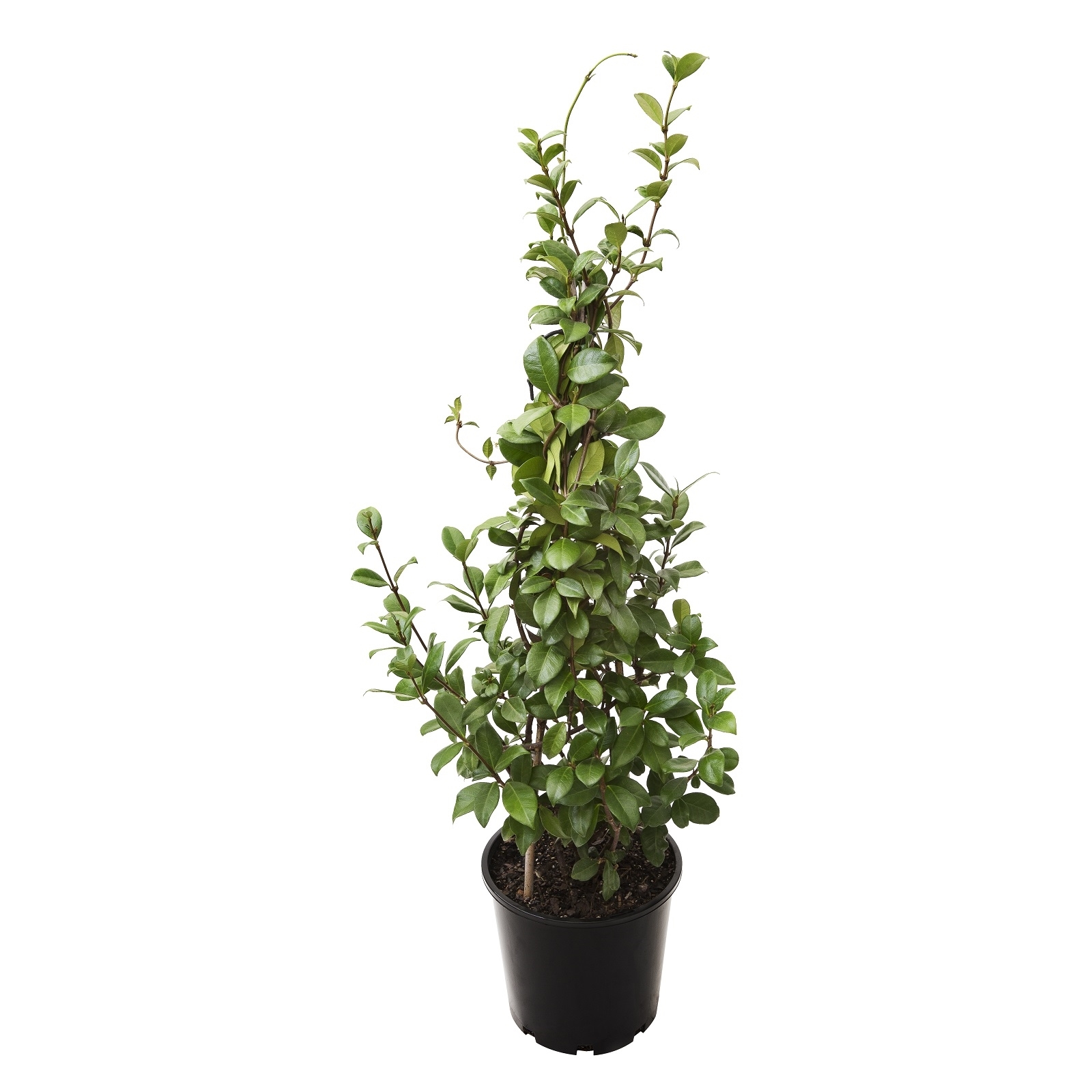 200mm Star Jasmine - Trachelospermium jasminoides - Bunnings Australia
