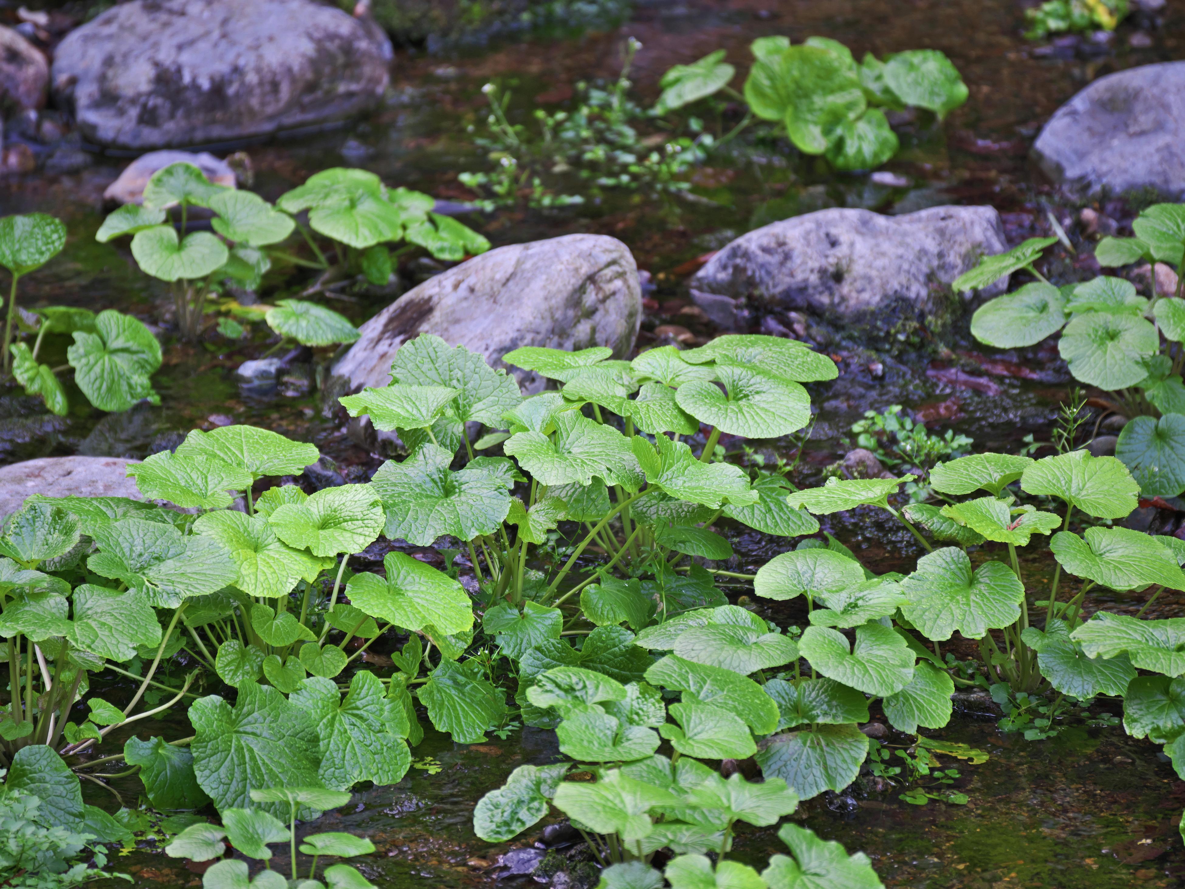 How To Grow Wasabi - Bunnings Australia