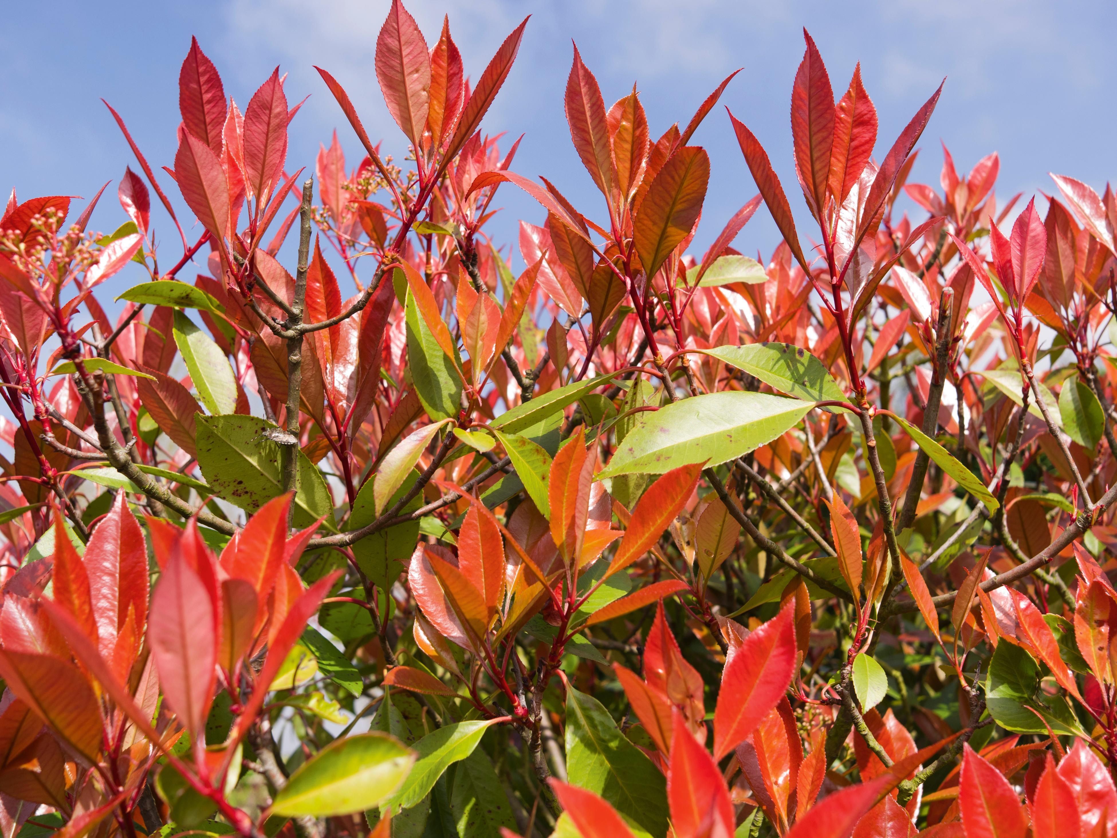 How To Grow, Prune and Propagate Photinia - Bunnings New Zealand