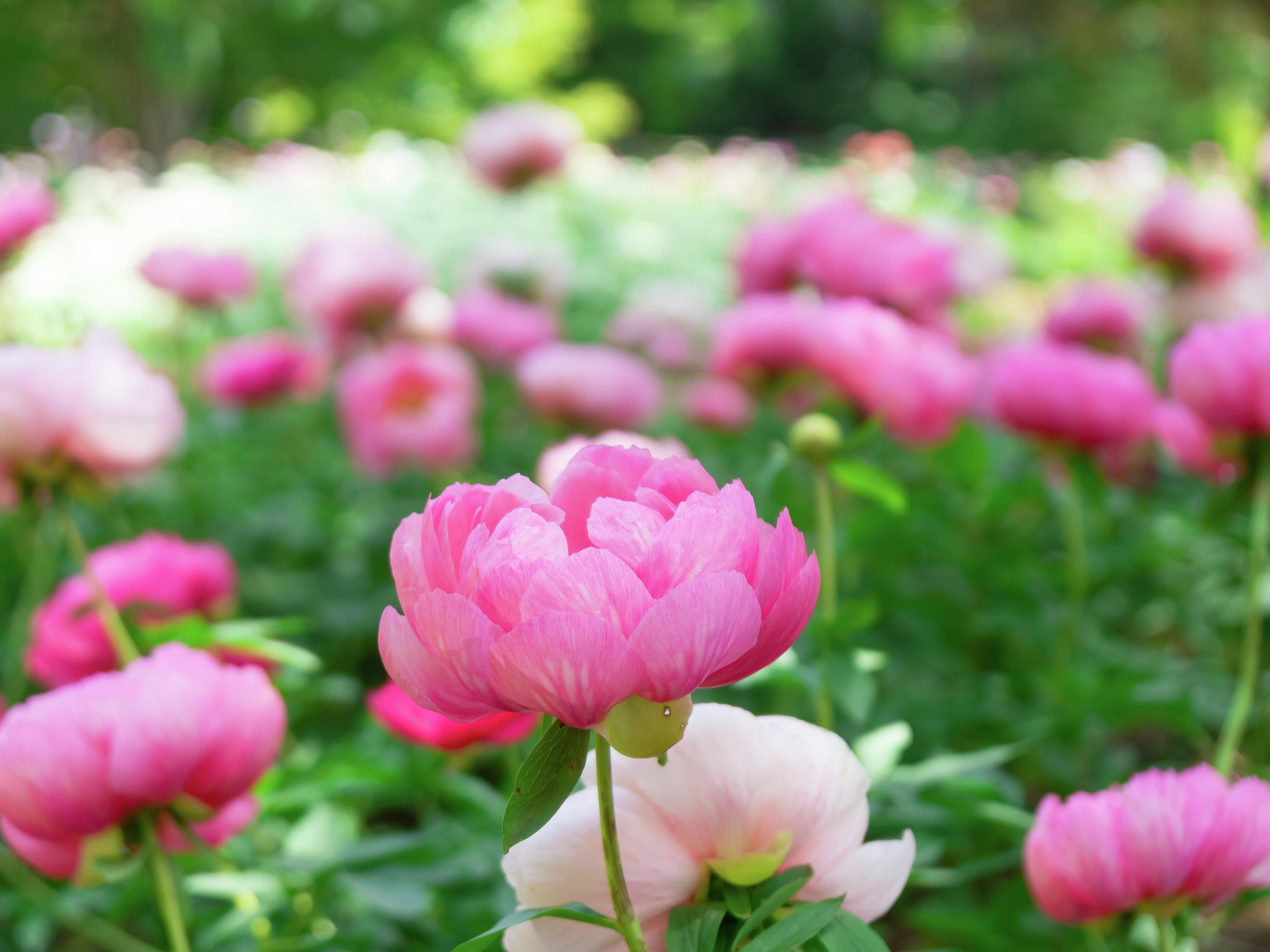 How To Grow And Care For Peonies - Bunnings New Zealand