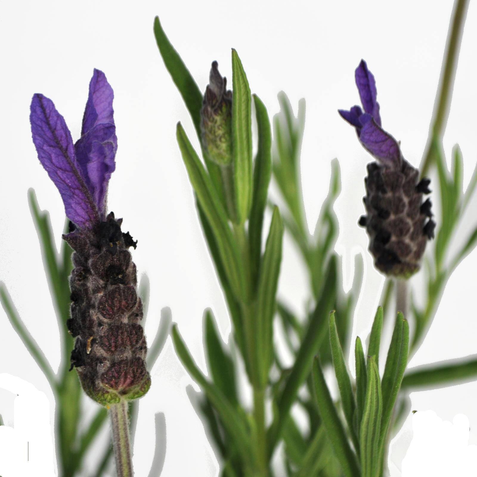 200mm Italian Lavender - Lavandula stoechas Viridis Avonview - Bunnings ...