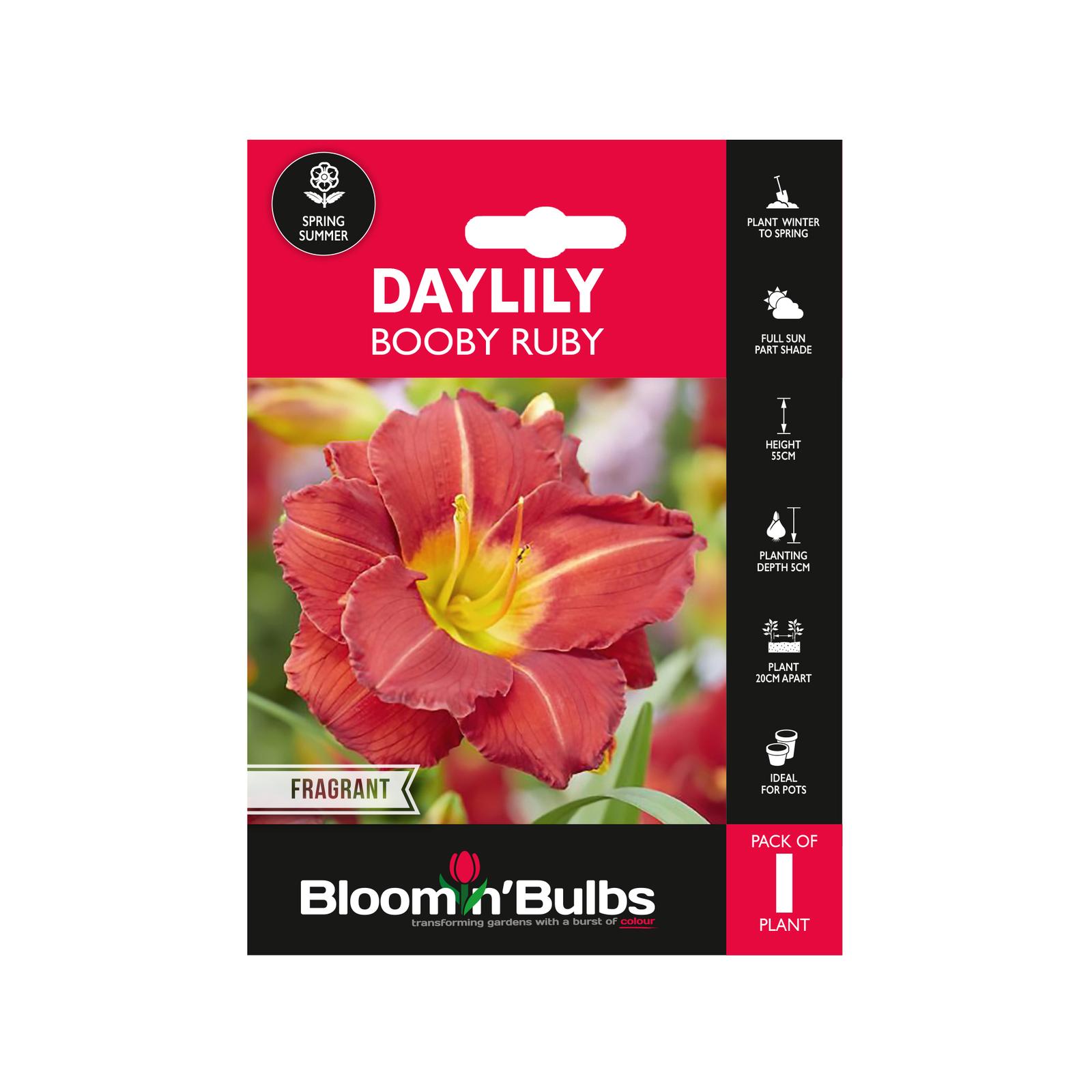Bloomin' Bulbs Summer Daylily Booby Ruby - 1 Pack - Bunnings Australia