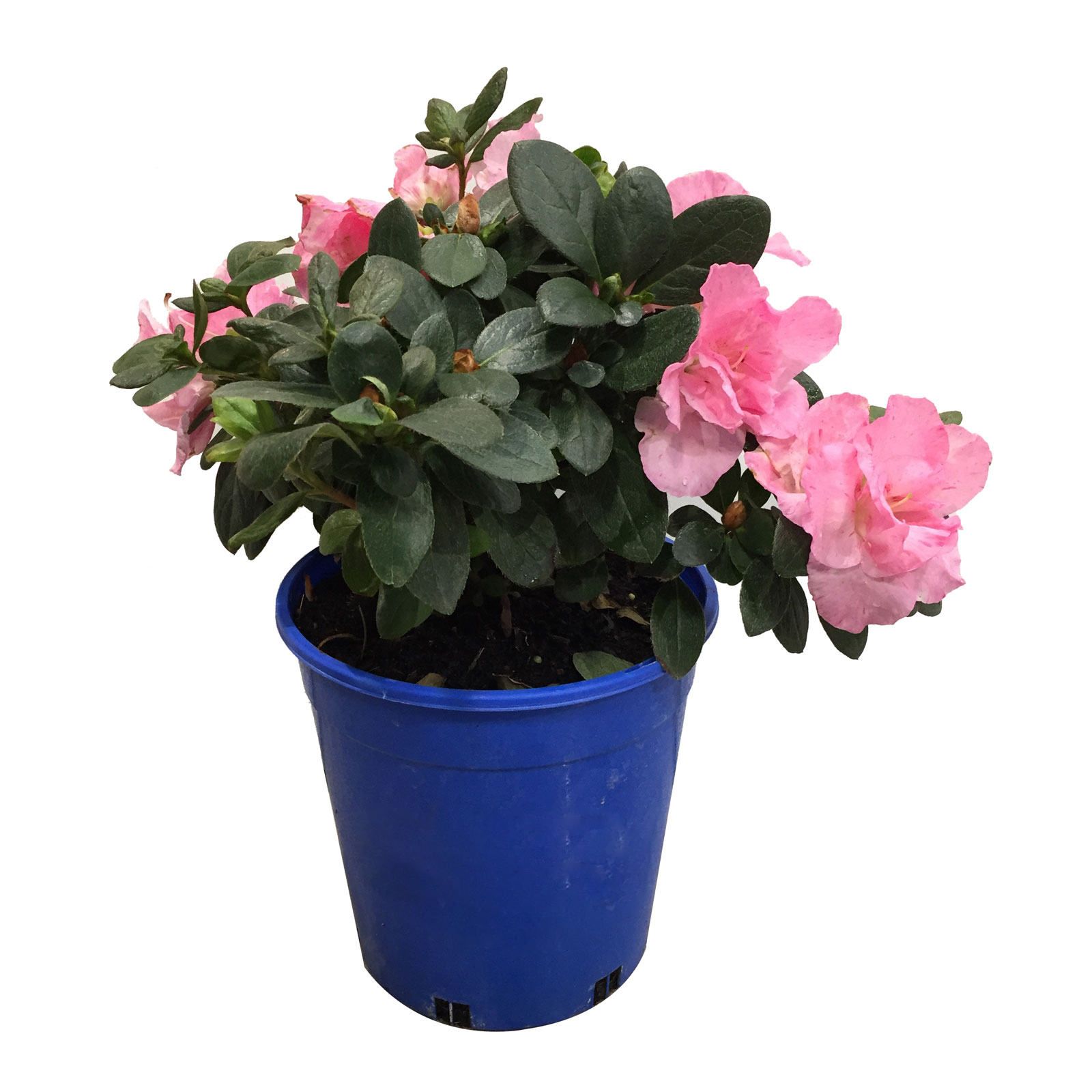 175mm Assorted Azaleas - Azalea indica - Bunnings Australia