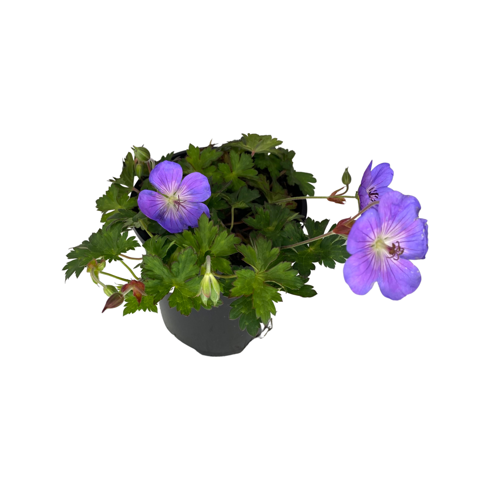 140mm Geranium Rozanne - Geranium hybrid - Bunnings Australia